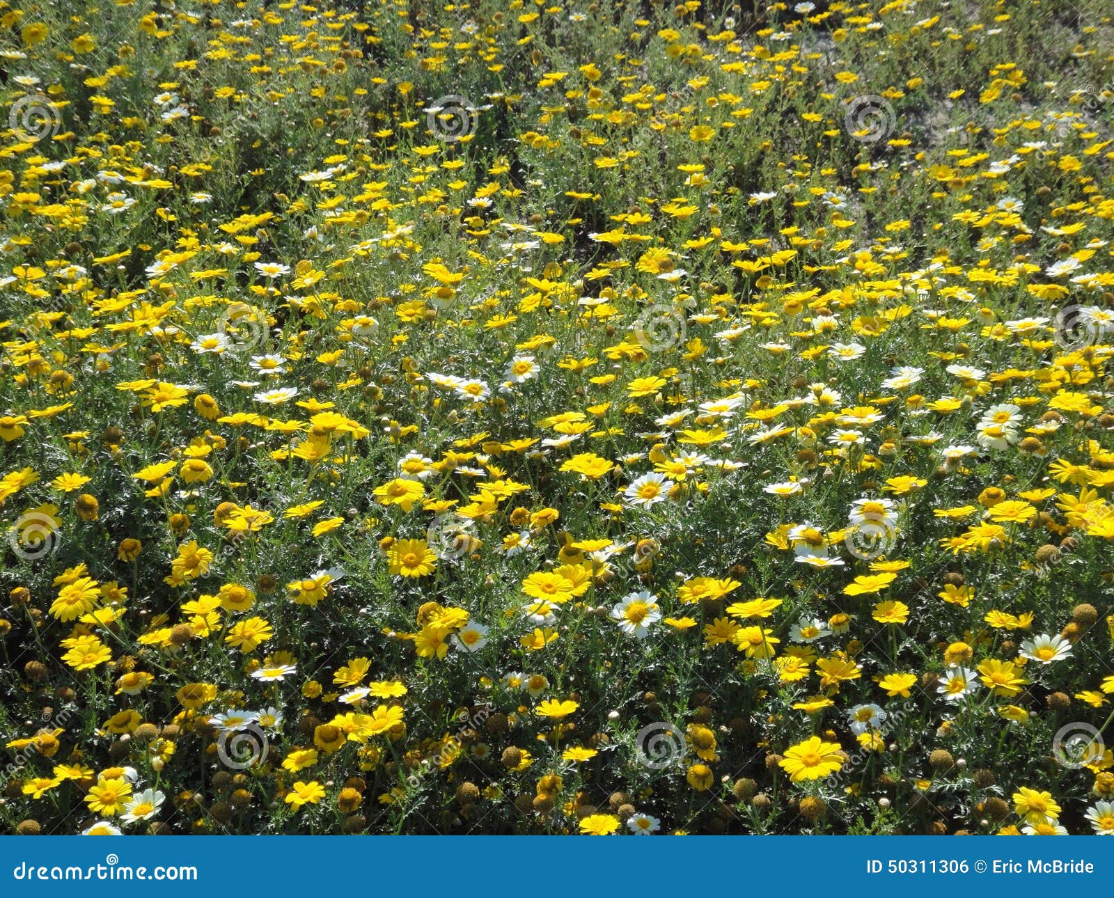 Daisy Patch stock photo. Image of white, flowers, field - 50311306