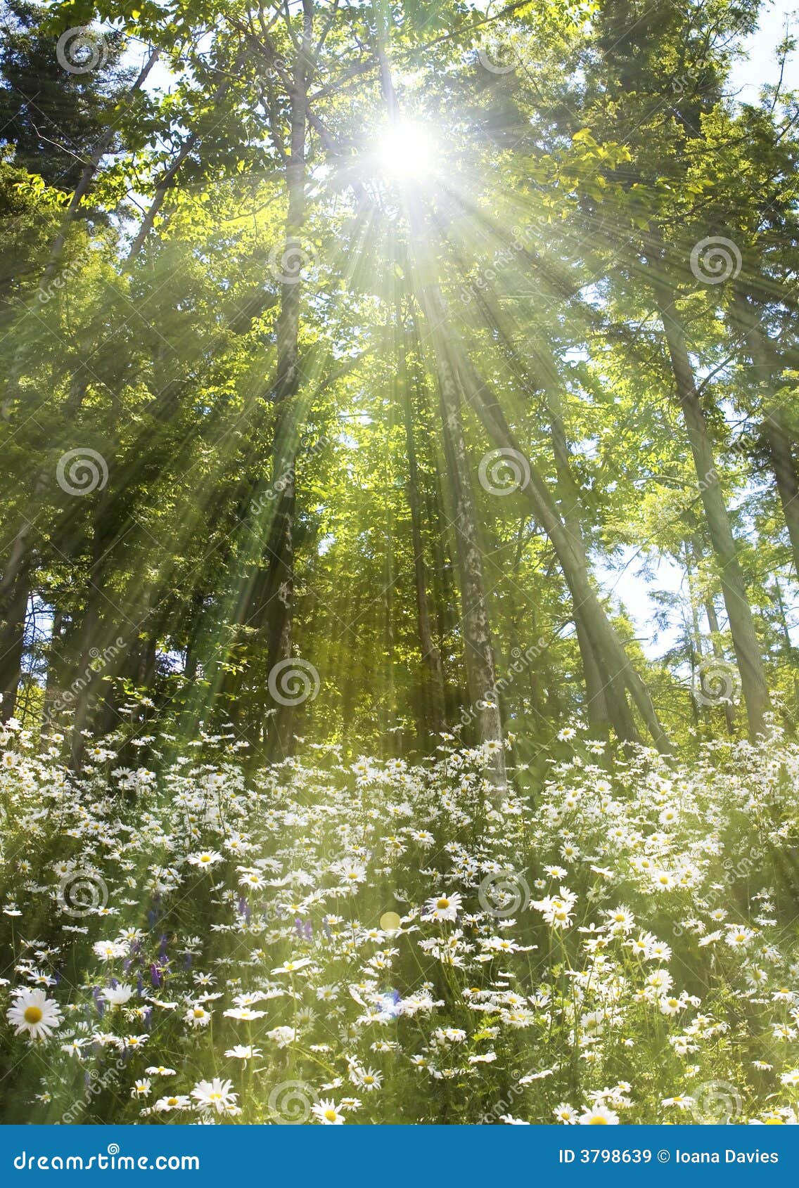 Daisy patch in the forest stock image. Image of sunrays - 3798639