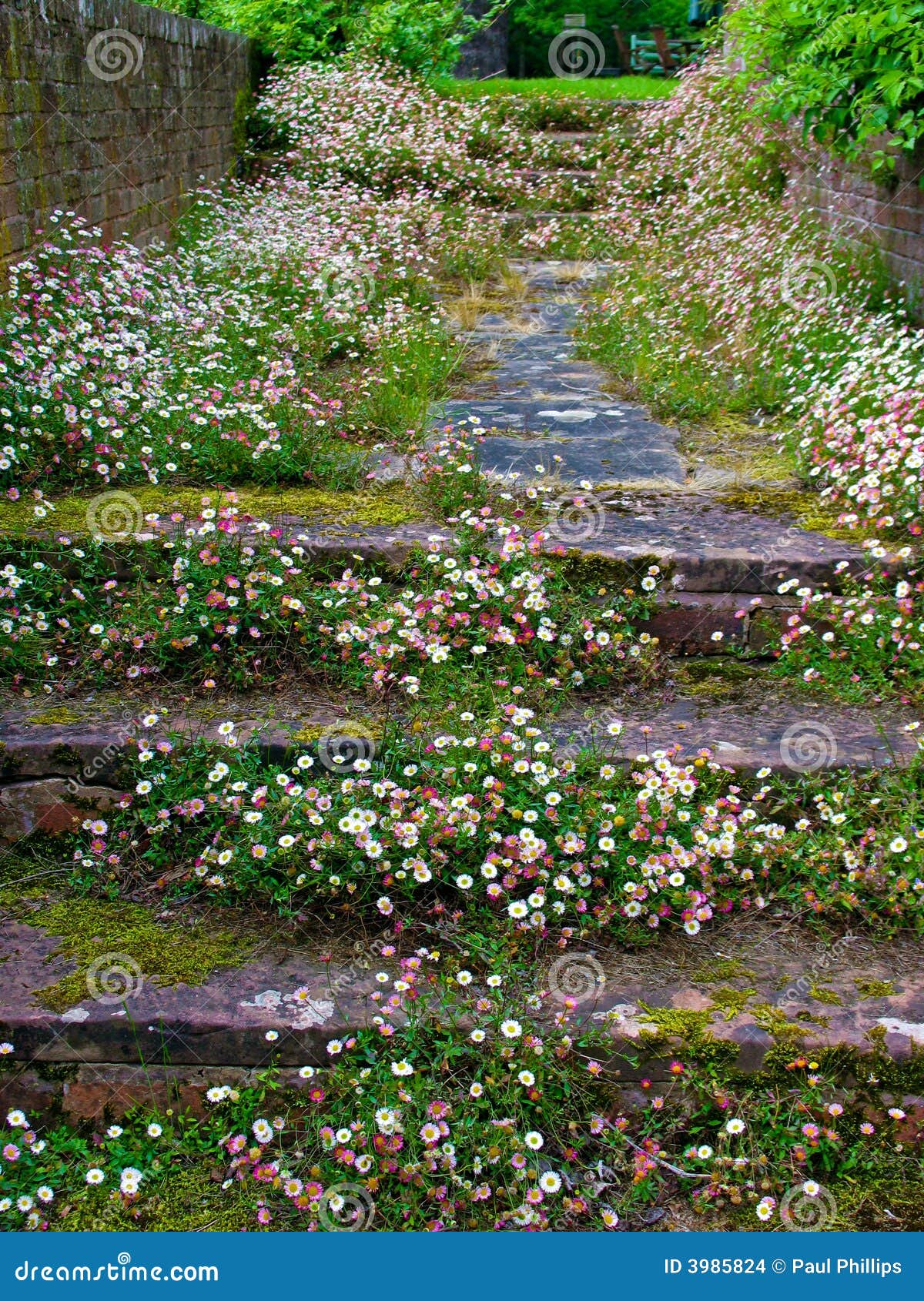 Daisy Path stock photo. Image of path, daisies, walk, flower - 3985824