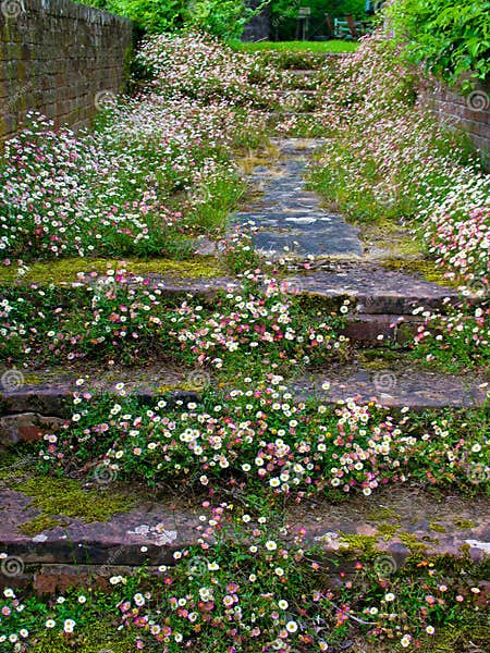 Daisy Path stock photo. Image of path, daisies, walk, flower - 3985824