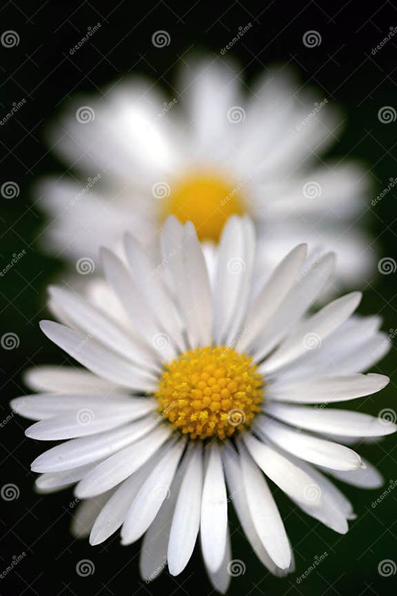 Daisy Perspective stock image. Image of vulgare, summer - 115631