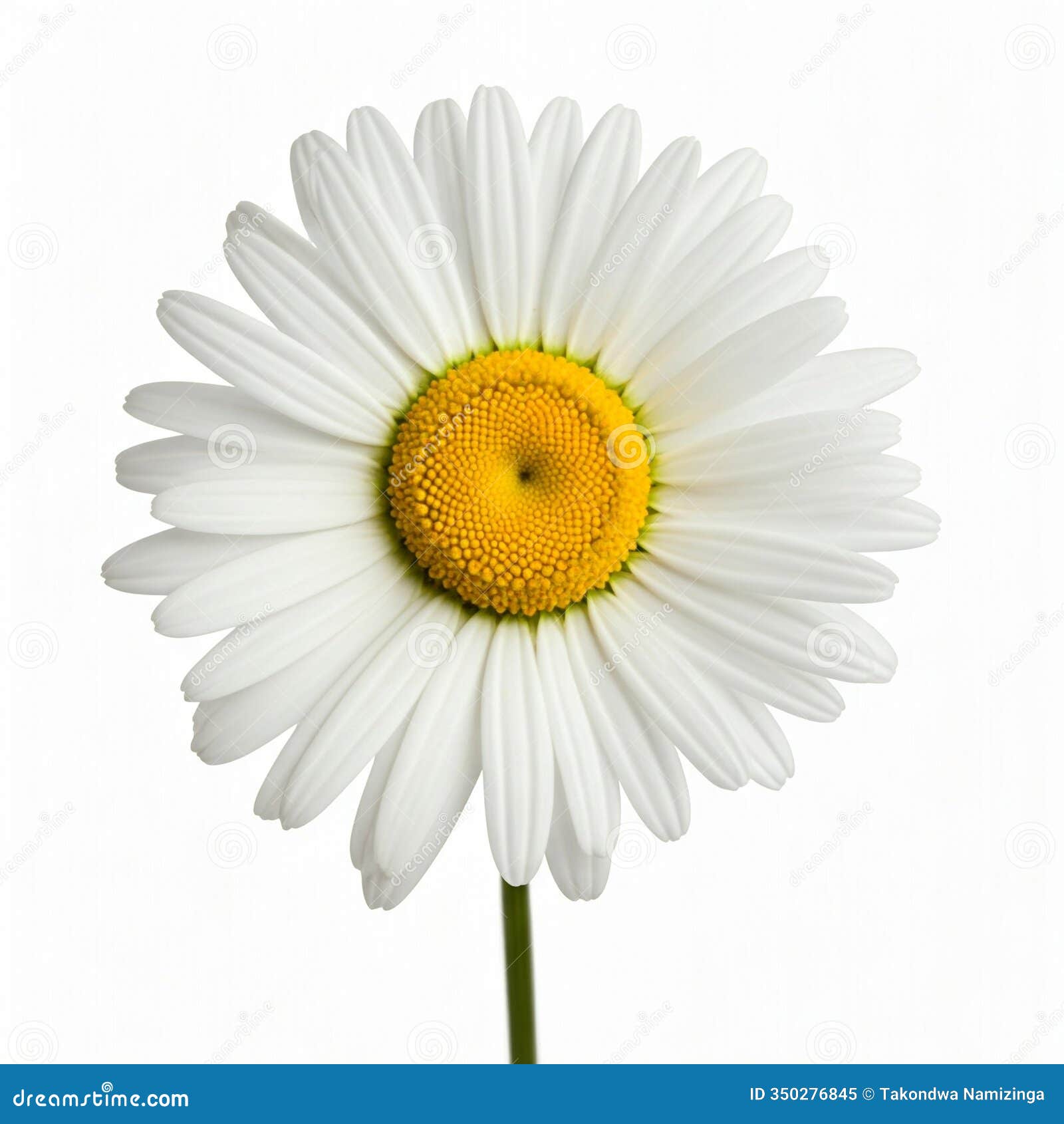 A Daisy on a Plain White Background Stock Image - Image of smooth ...