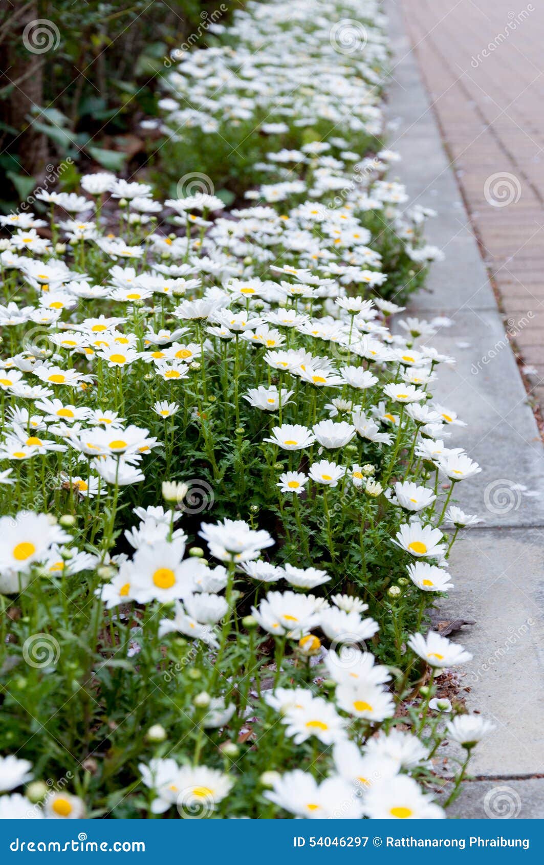 Daisy Planted Alongside of the Pathway Stock Image - Image of field ...