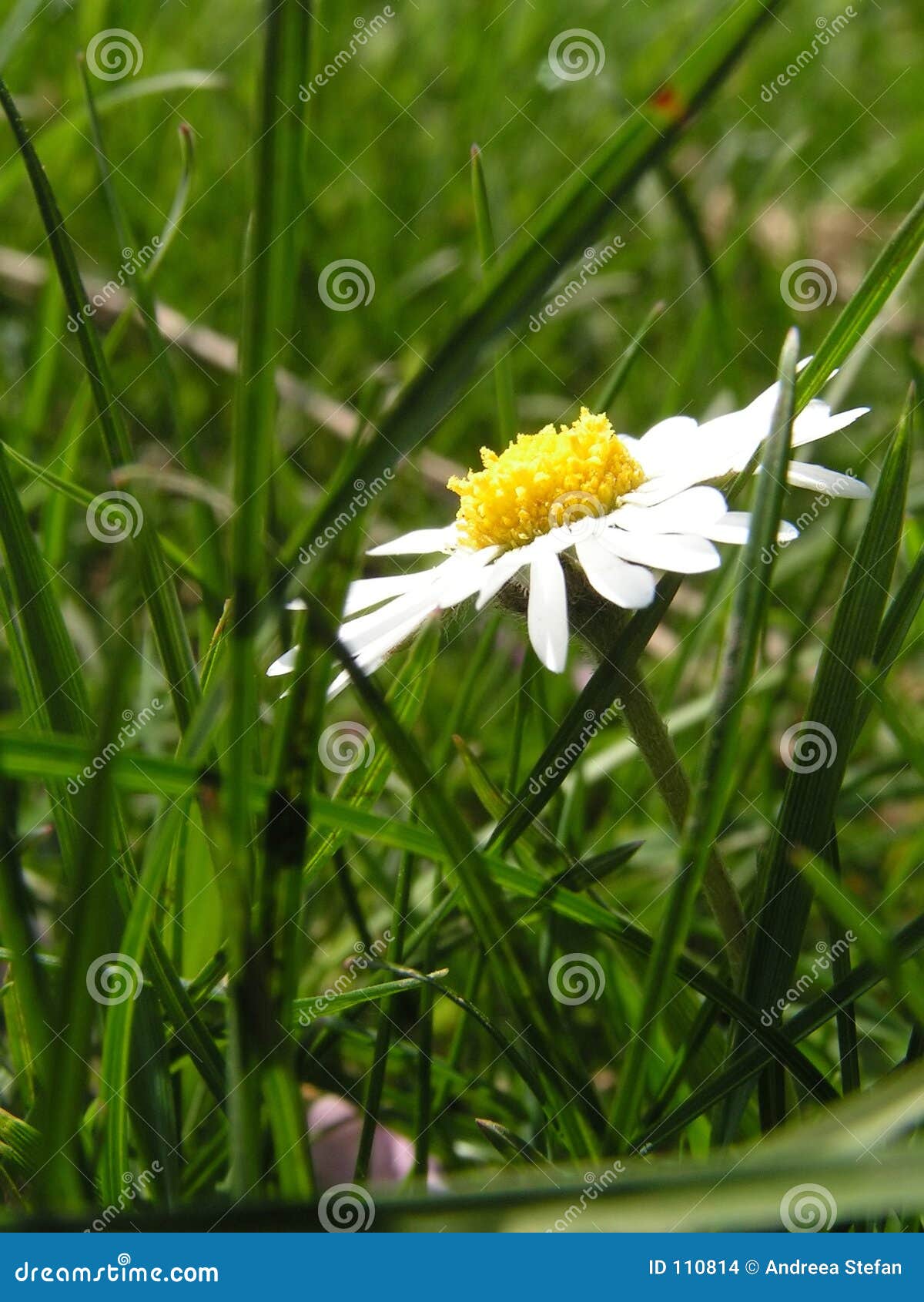Daisy portrait stock photo. Image of field, spring, flower - 110814