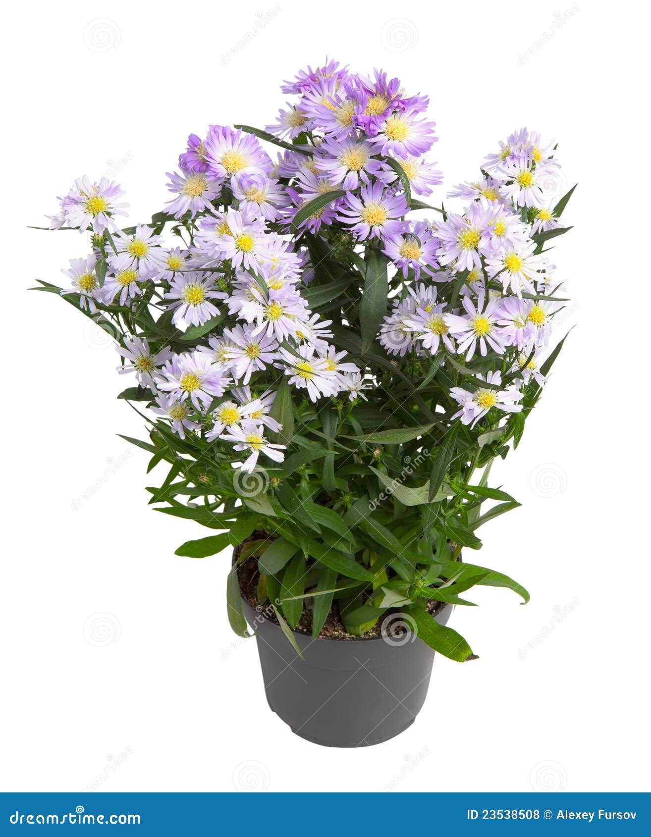 Daisy in pot stock photo. Image of seasonal, blooming - 23538508