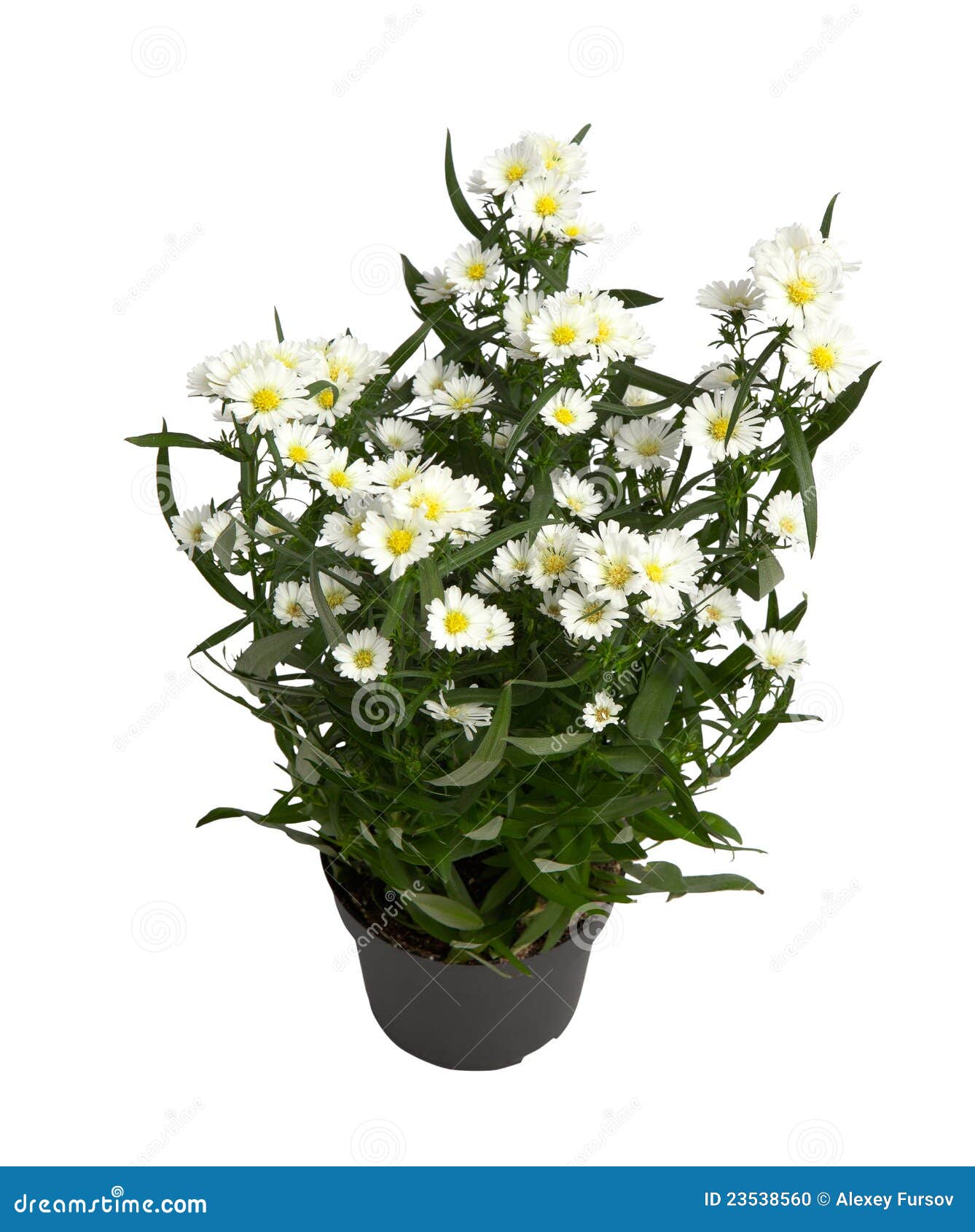 Daisy in pot stock photo. Image of daisy, freshness, botanical - 23538560