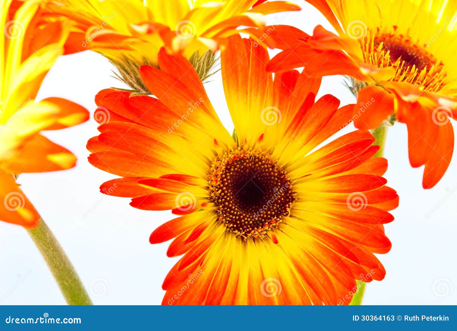 Daisy Power imagen de archivo. Imagen de colorido, planta - 30364163