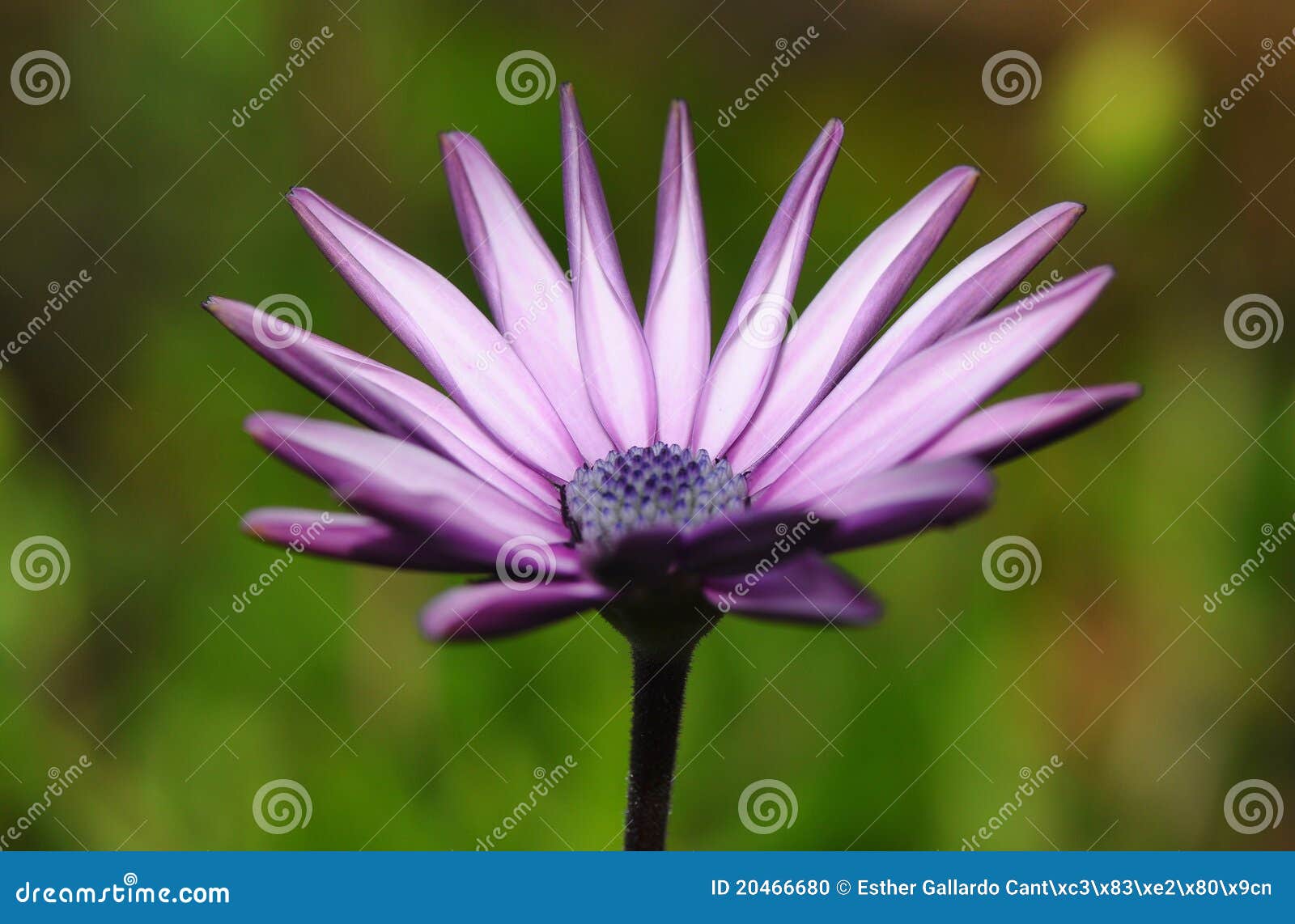 Daisy purple awakening stock photo. Image of stem, awakening - 20466680