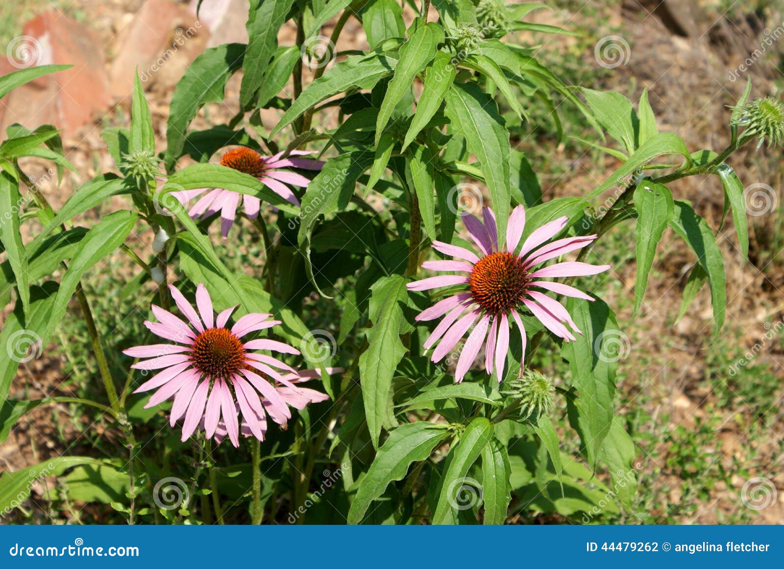 Daisy stock photo. Image of purple, pretty, daisy, daisys - 44479262