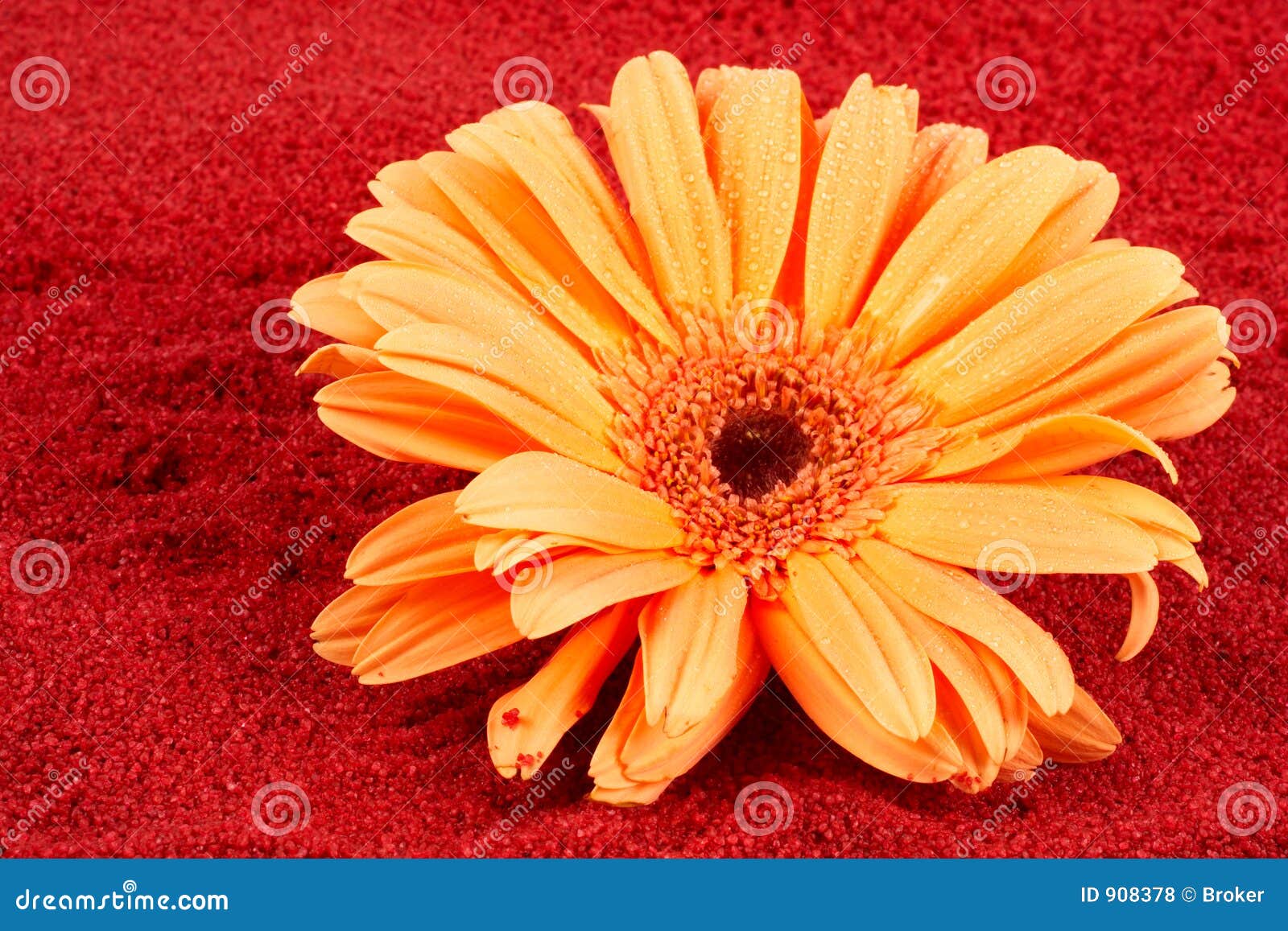 Daisy on the red sand stock photo. Image of decoration - 908378