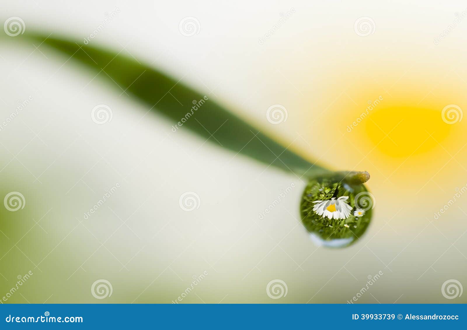 Daisy Reflection on Dew Drop Stock Image - Image of daisy, green: 39933739