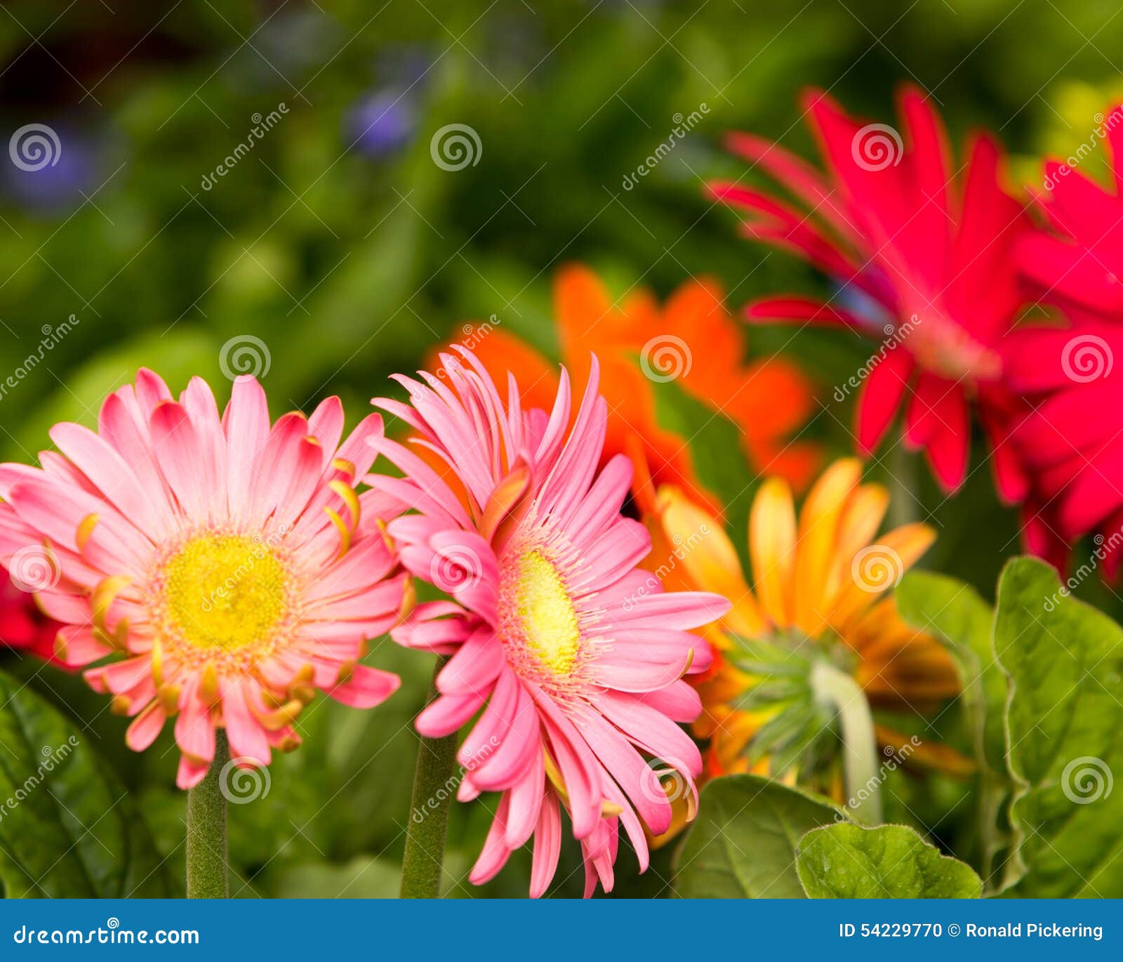 Daisy Rockford Mi Rosa E Rossa Fotografia Stock - Immagine di arancione ...