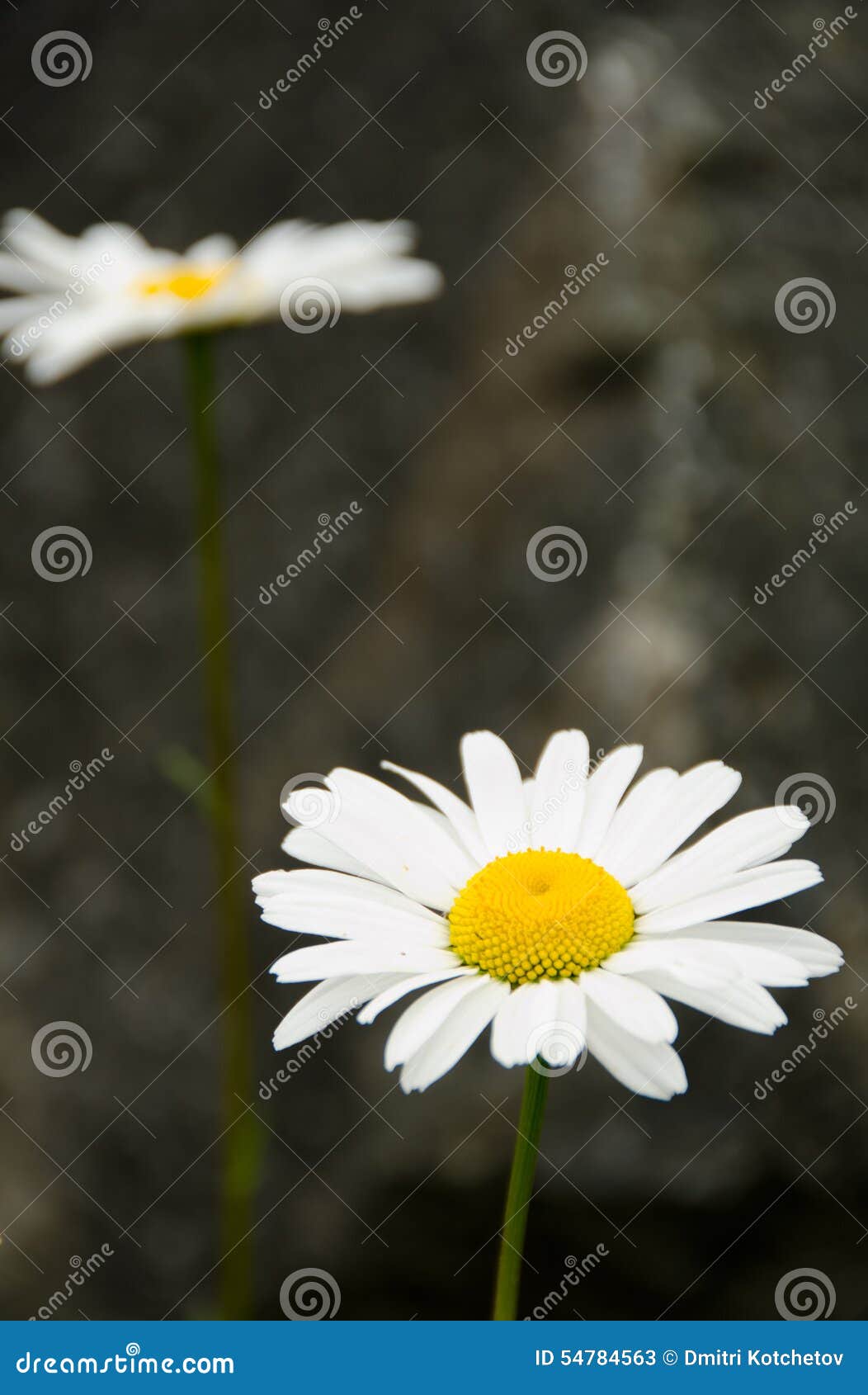 Daisy and Rocks in Discovery Park Stock Image - Image of vibrant ...