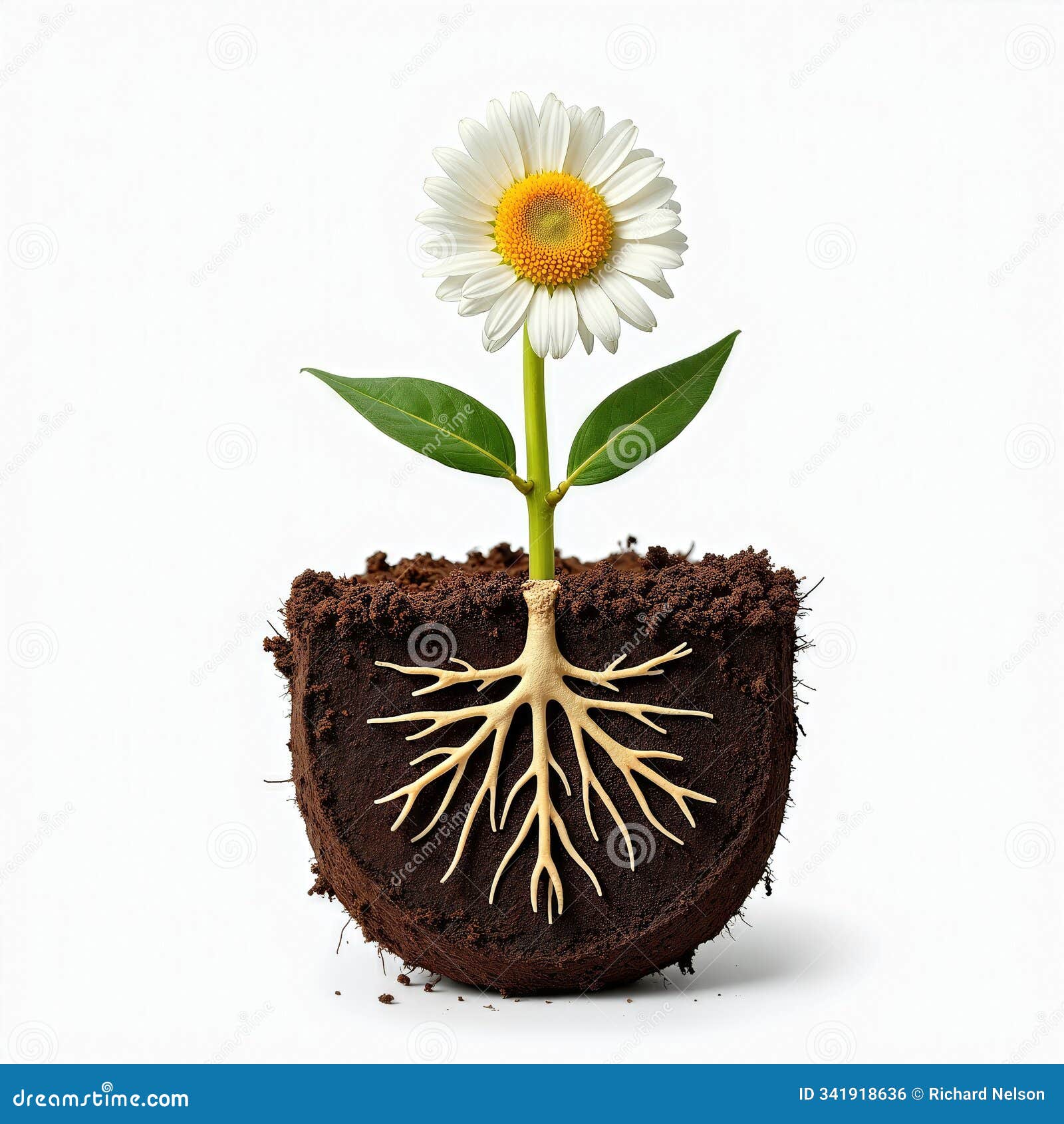 Daisy Root Cross Section stock illustration. Illustration of dirt ...