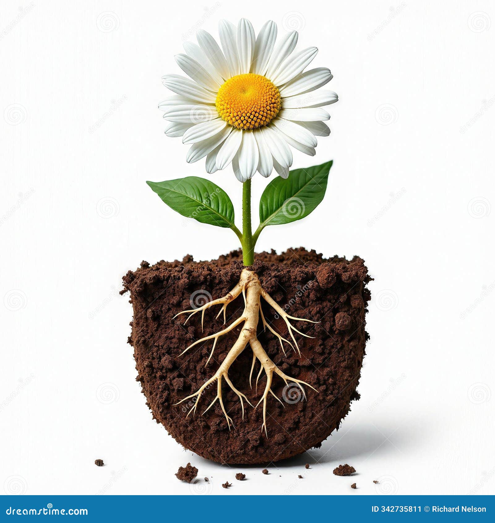 Daisy Root Structure stock illustration. Illustration of simple - 342735811