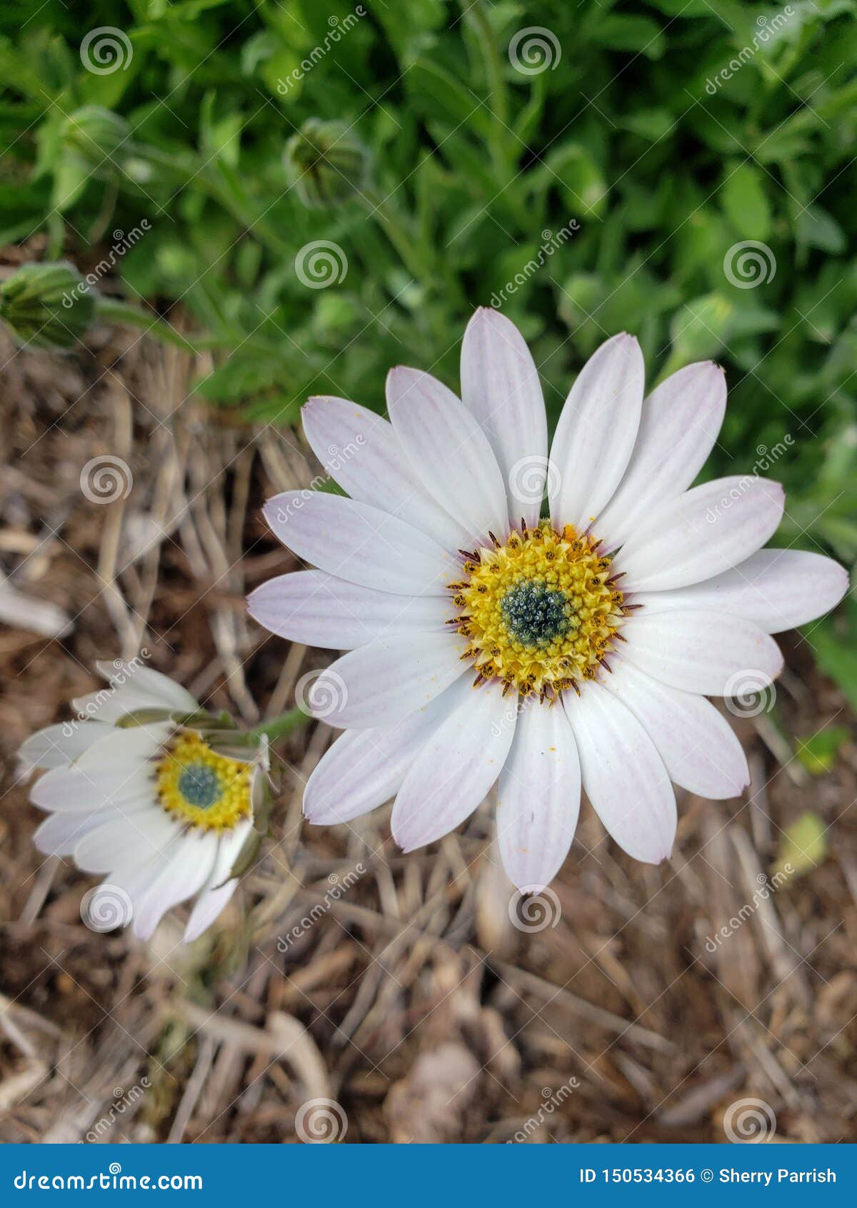 Daisy& x27;s stock photo. Image of lawns, daisys - 150534366