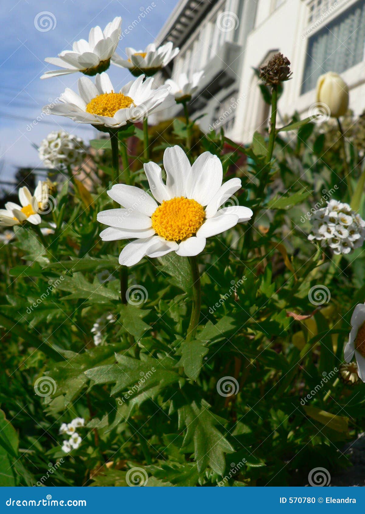 Daisy s Garden stock photo. Image of daisies, everlasting - 570780