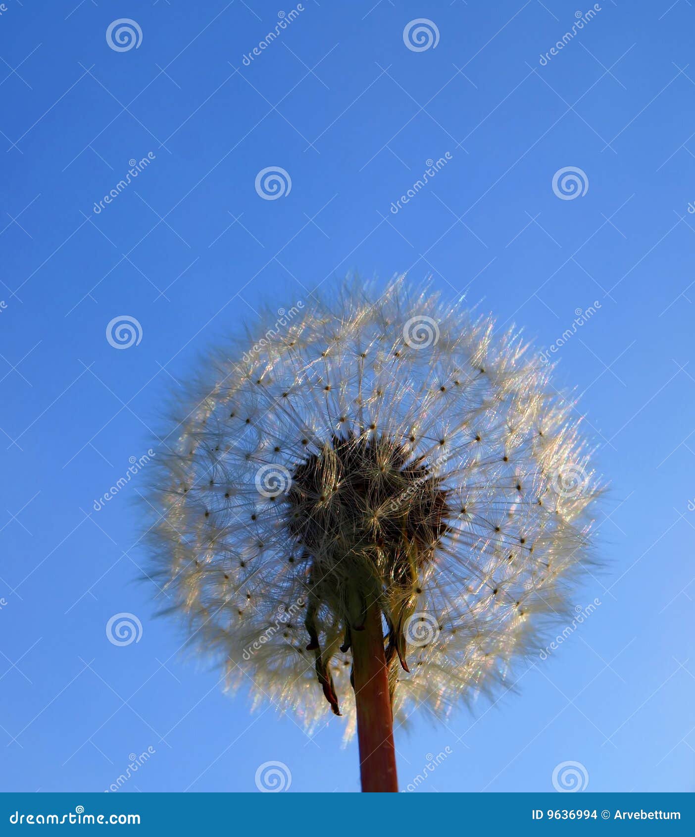 Daisy seed parachutes stock photo. Image of gardening - 9636994