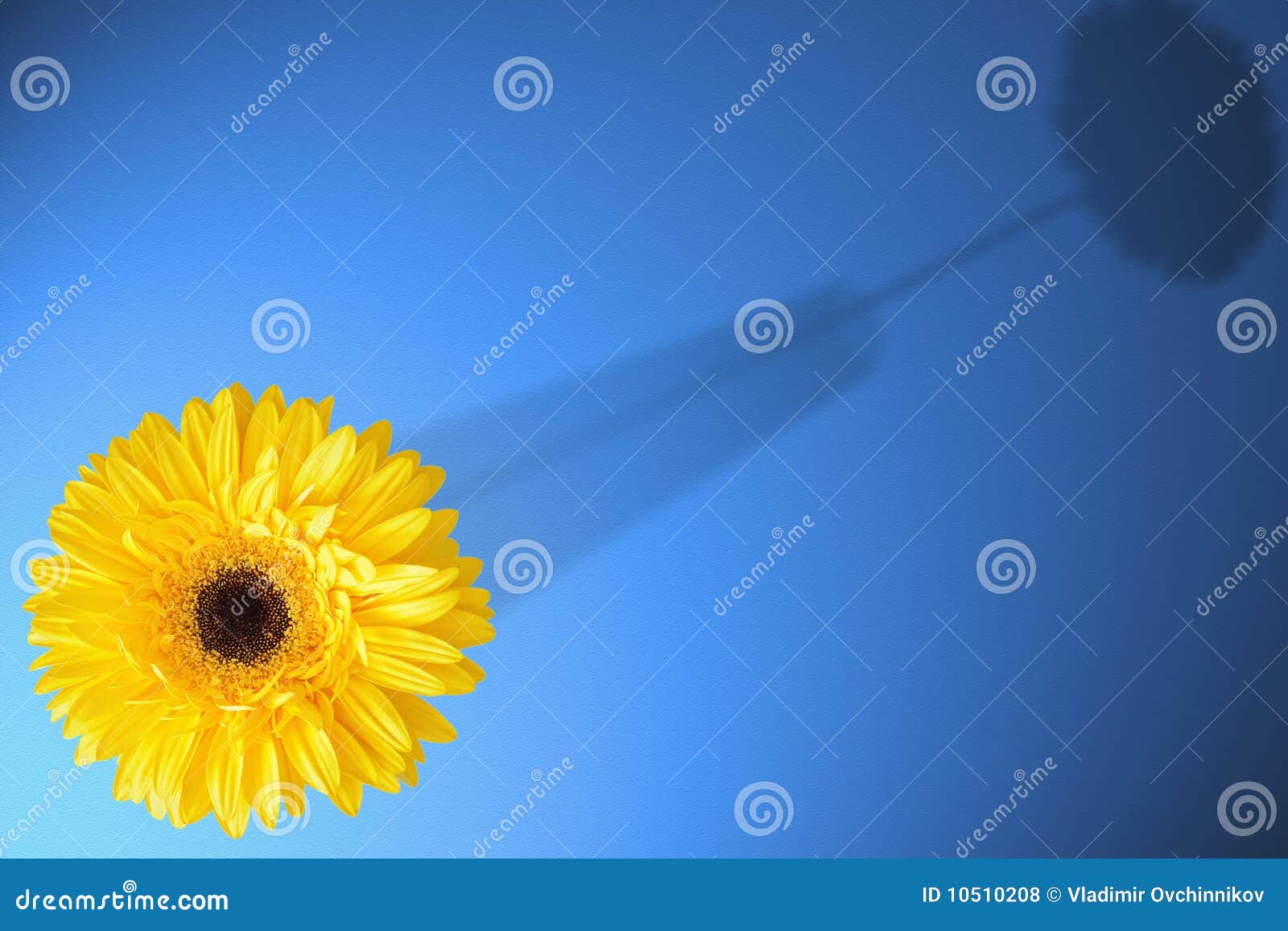 Daisy and shadow stock photo. Image of bright, color - 10510208