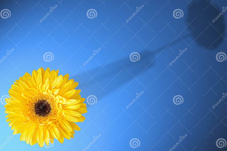 Daisy and shadow stock photo. Image of bright, color - 10510208