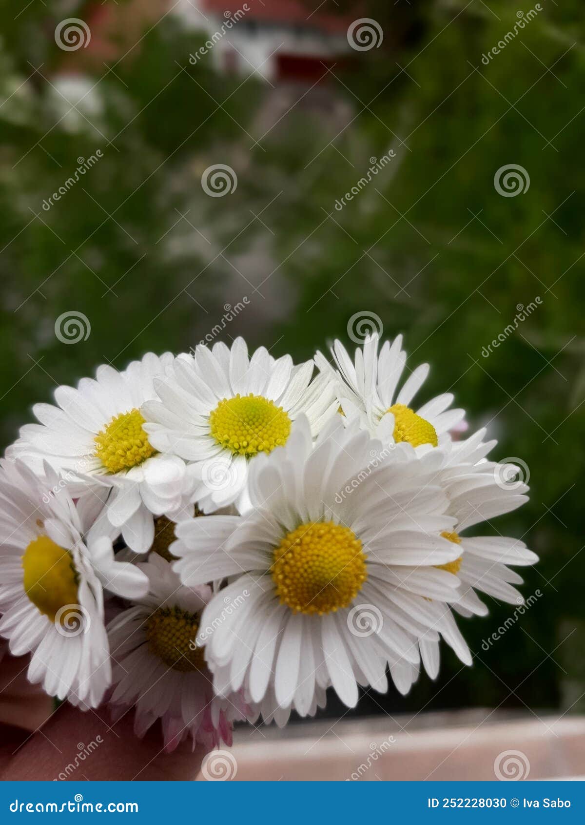 Daisy simply flower stock photo. Image of petal, nature - 252228030