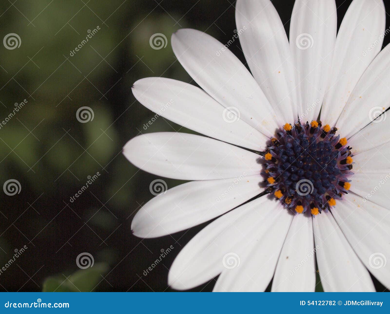 Daisy stock photo. Image of petal, fragile, arboretum - 54122782