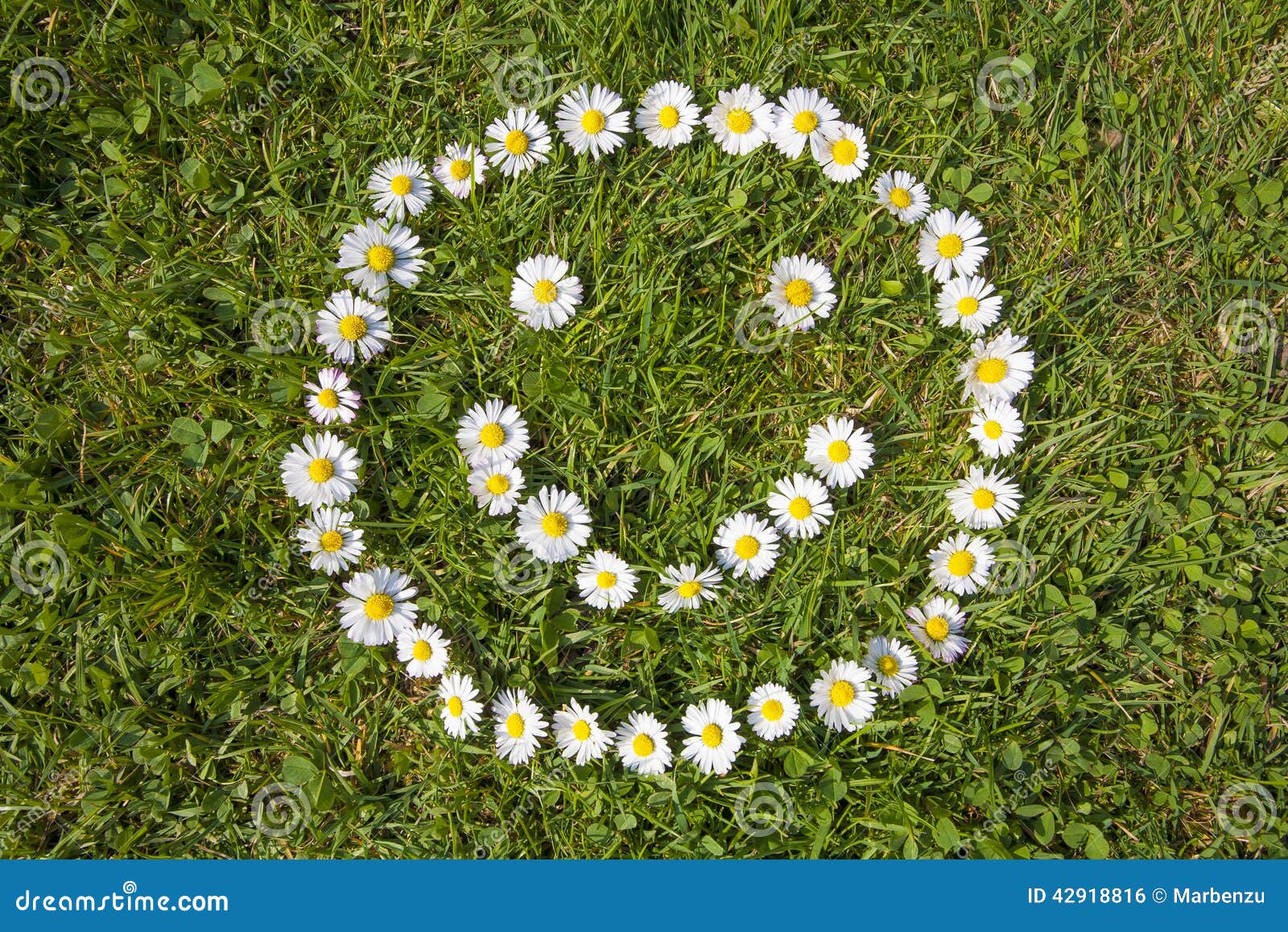 Daisy Smile fotografia stock. Immagine di sviluppisi - 42918816