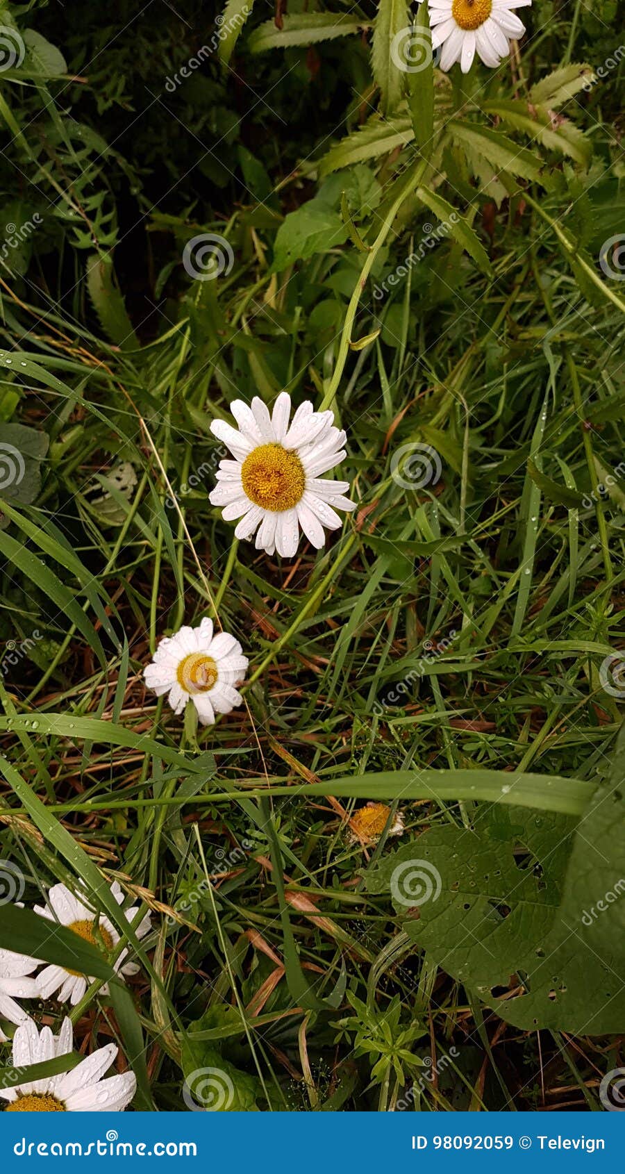 Daisy with a smile. stock image. Image of spring, daisy - 98092059
