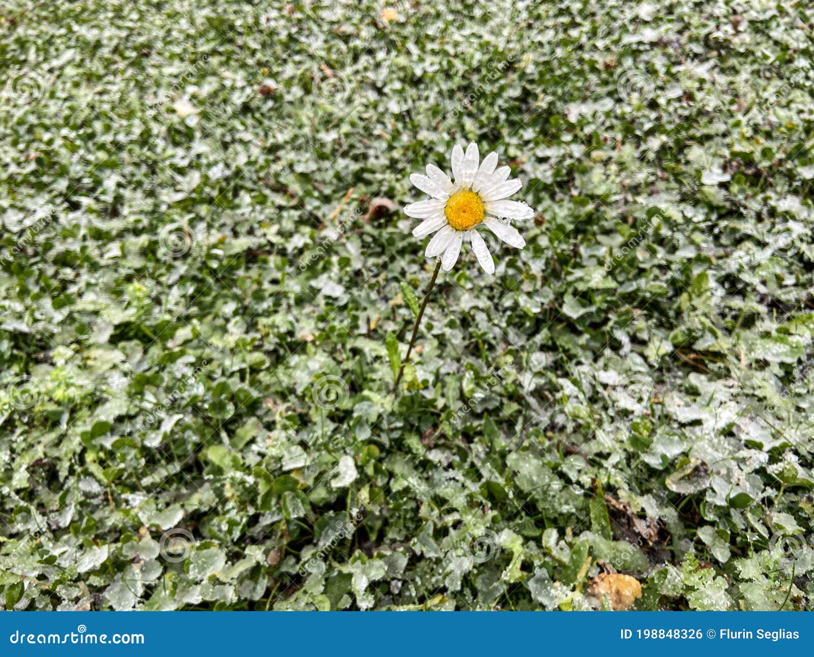 A daisy in the snow stock photo. Image of closeup, flowerbed - 198848326