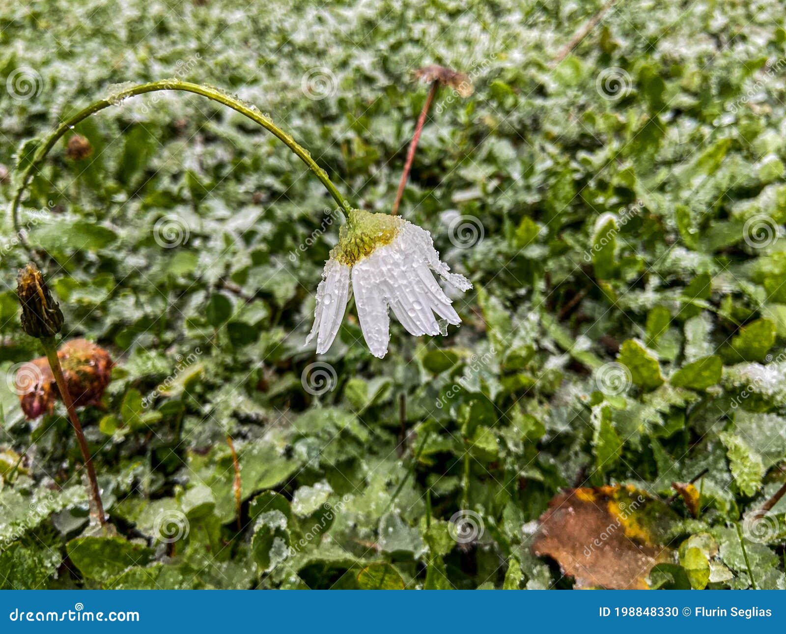 A daisy in the snow stock photo. Image of focus, beautiful - 198848330