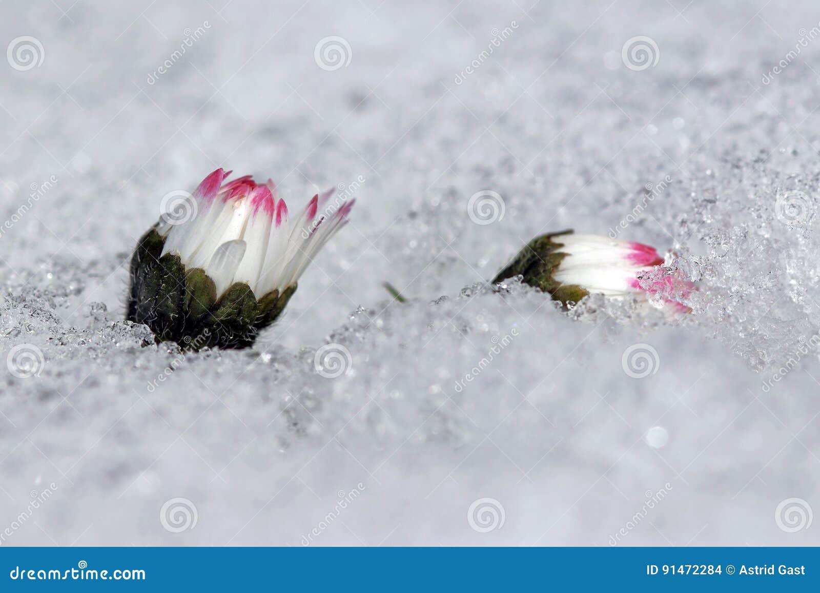 Daisy in the snow stock photo. Image of coldly, crystals - 91472284