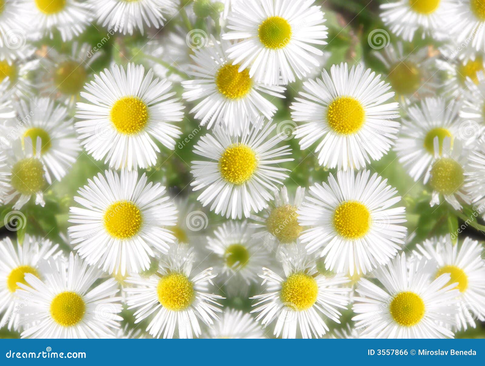 Daisy soft stock photo. Image of yellow, daisy, background - 3557866