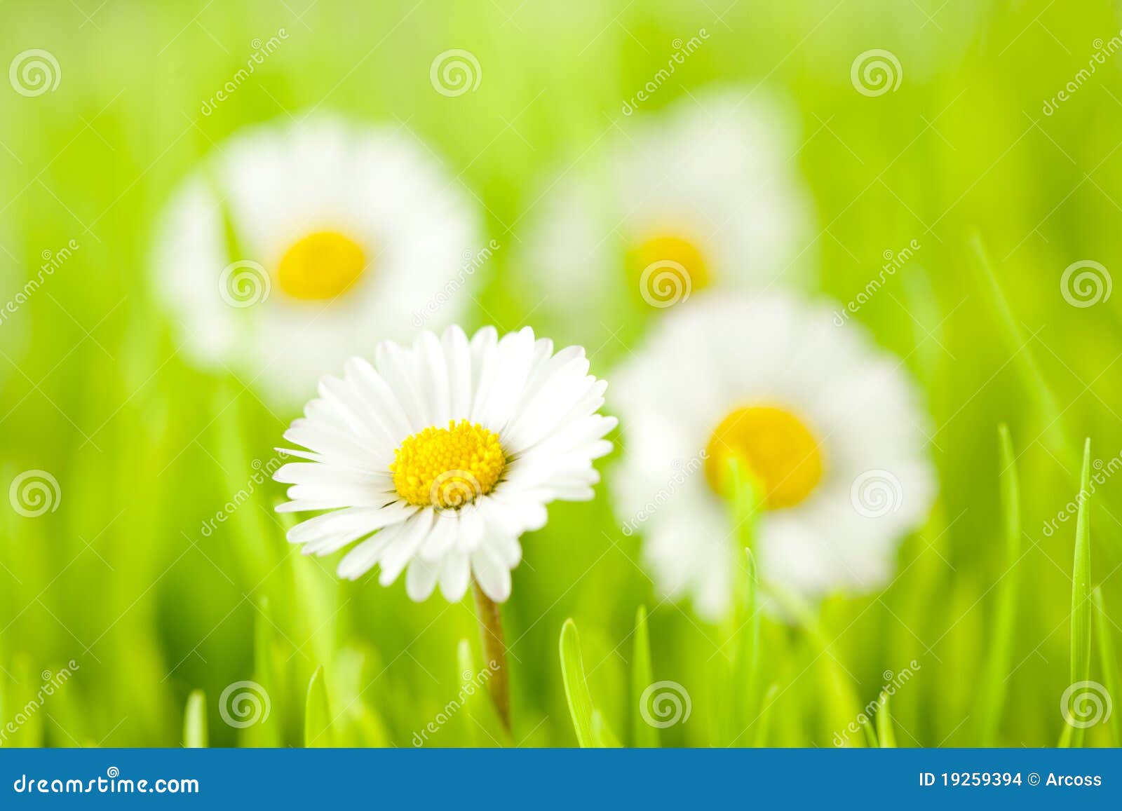 Daisy spring stock photo. Image of grow, blossom, bright - 19259394