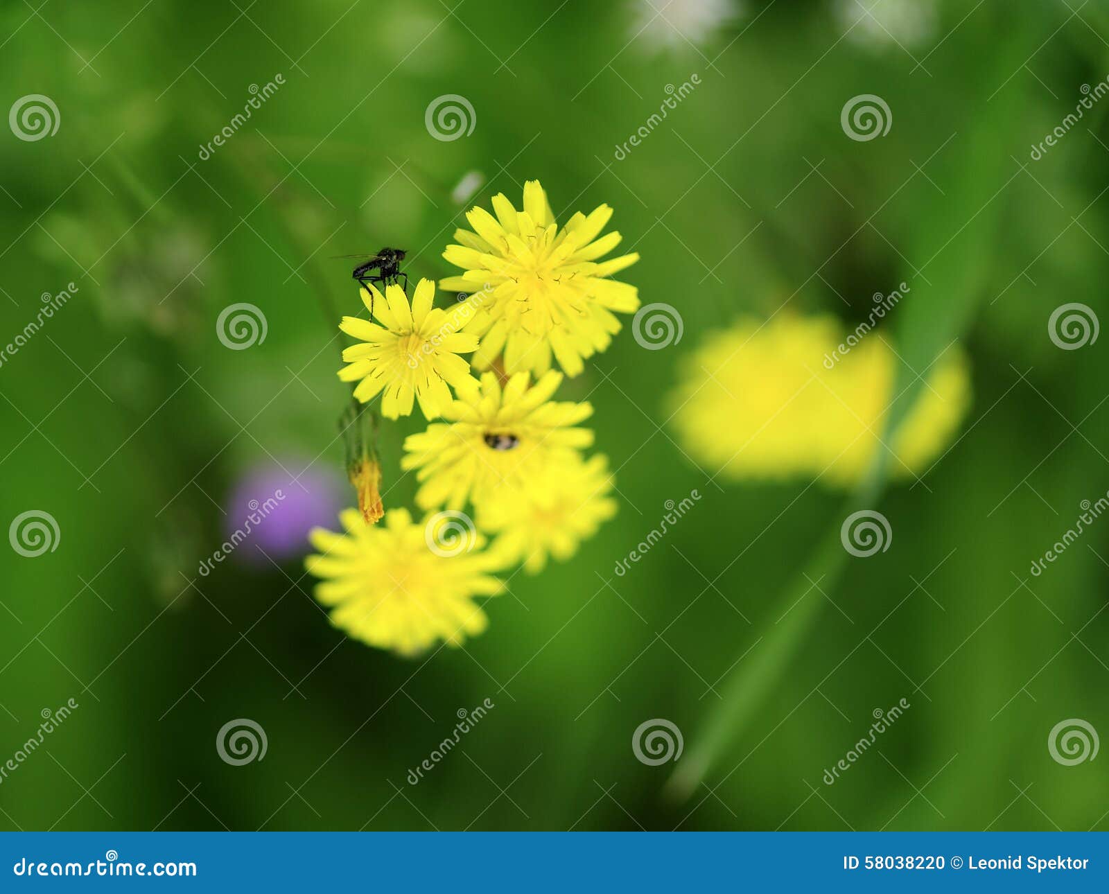 Daisy spring flowering. stock photo. Image of grass, middle - 58038220