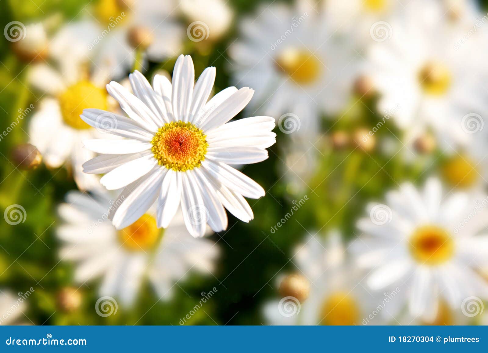Daisy Spring Flowers stock photo. Image of bunch, petals - 18270304