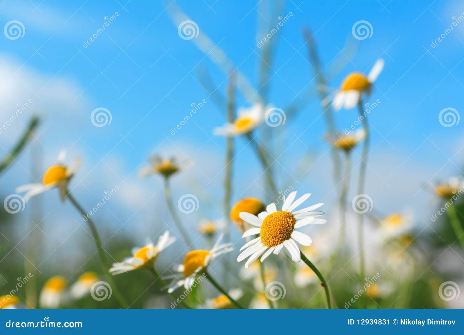 Daisy Spring Flowers on a Blue Sky Stock Image - Image of flower ...