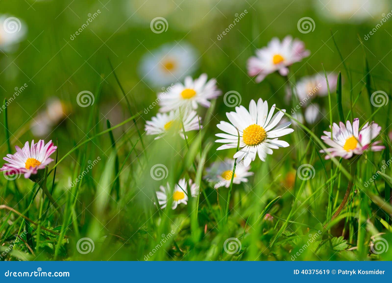 Daisy spring flowers stock image. Image of gardening - 40375619
