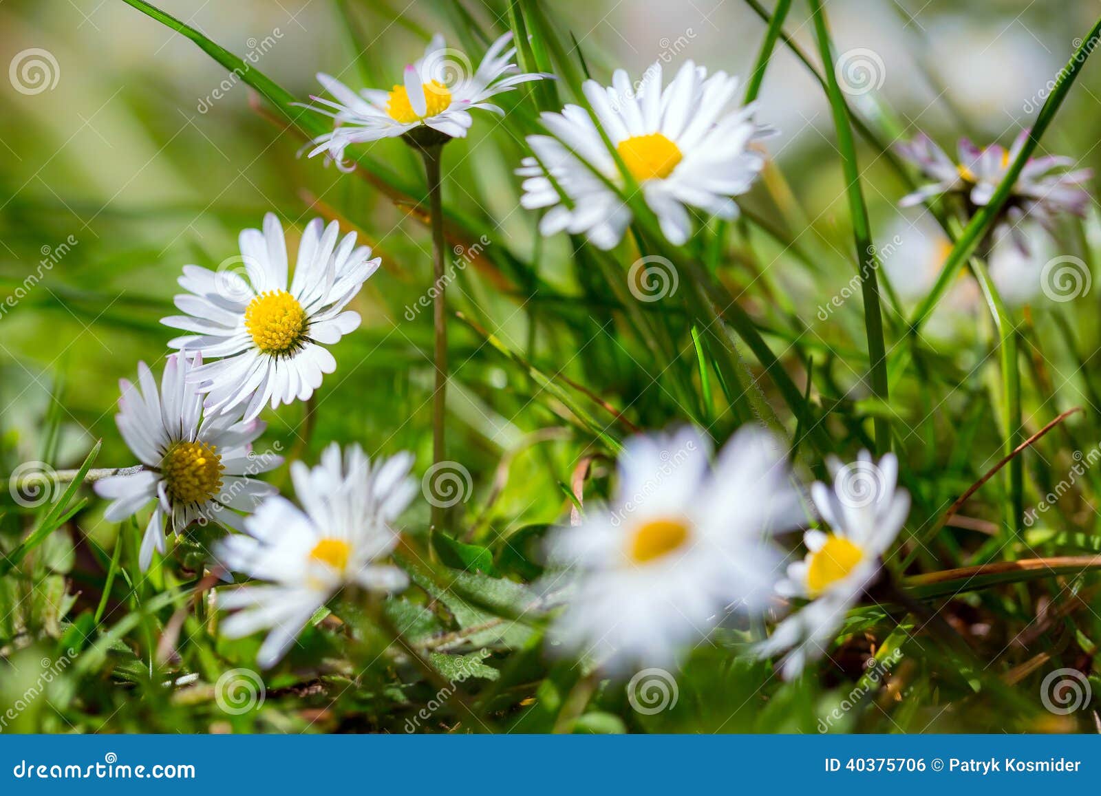 Daisy spring flowers stock photo. Image of april, botanic - 40375706
