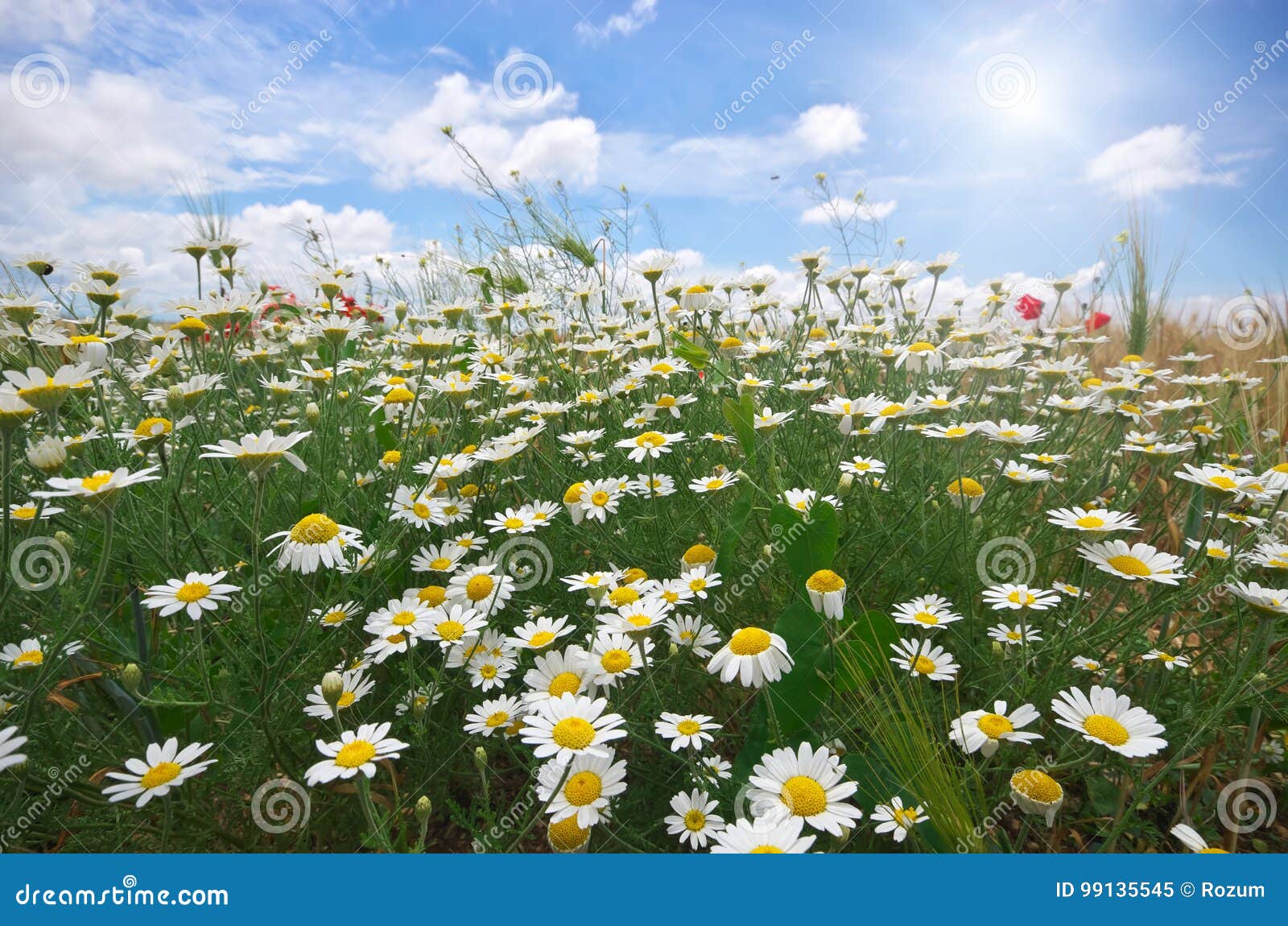 Daisy spring meadow stock image. Image of daisy, camomile - 99135545