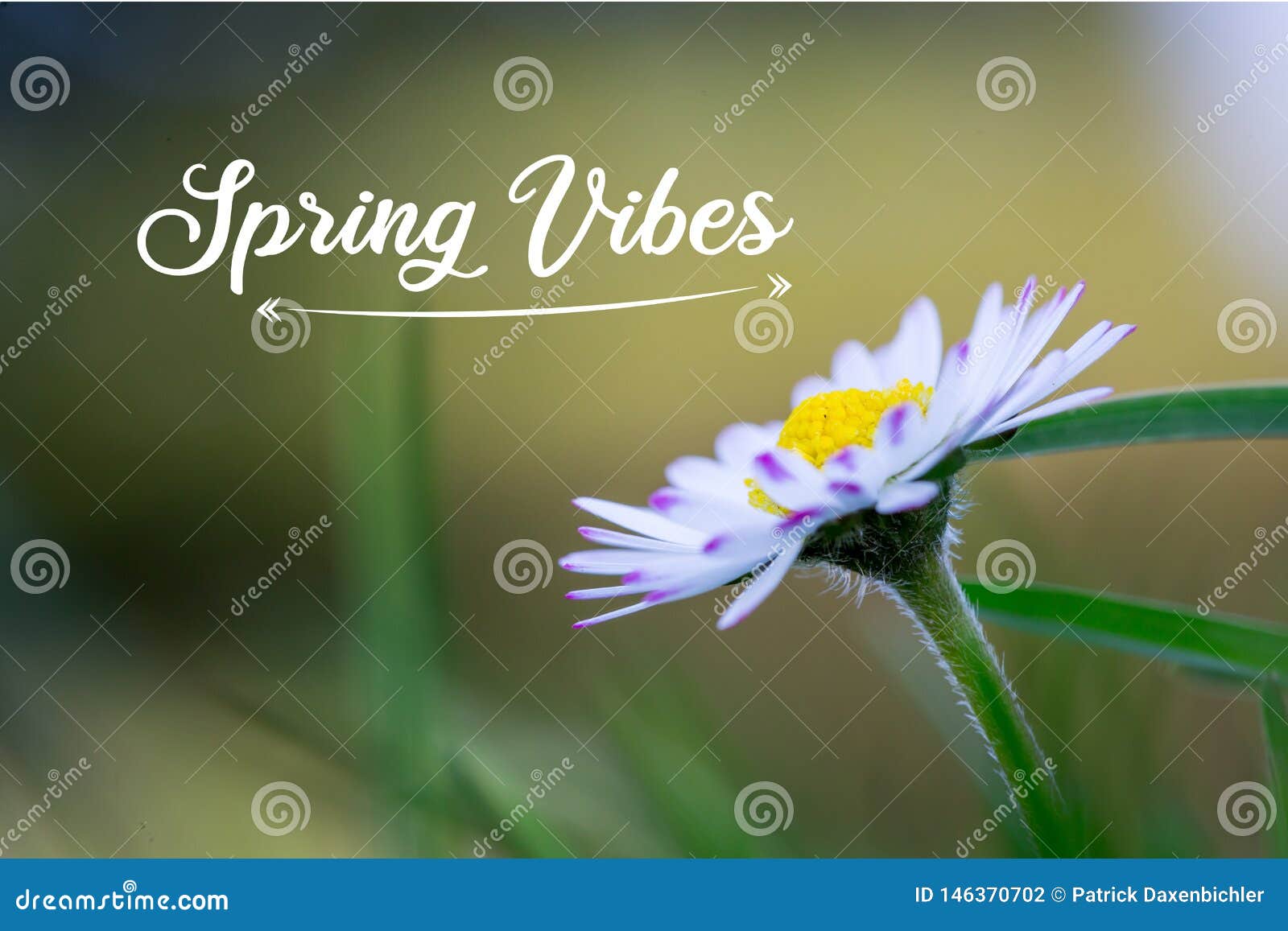 Daisy in Springtime: Close Up Picture, Text "Spring Vibes Stock Photo ...