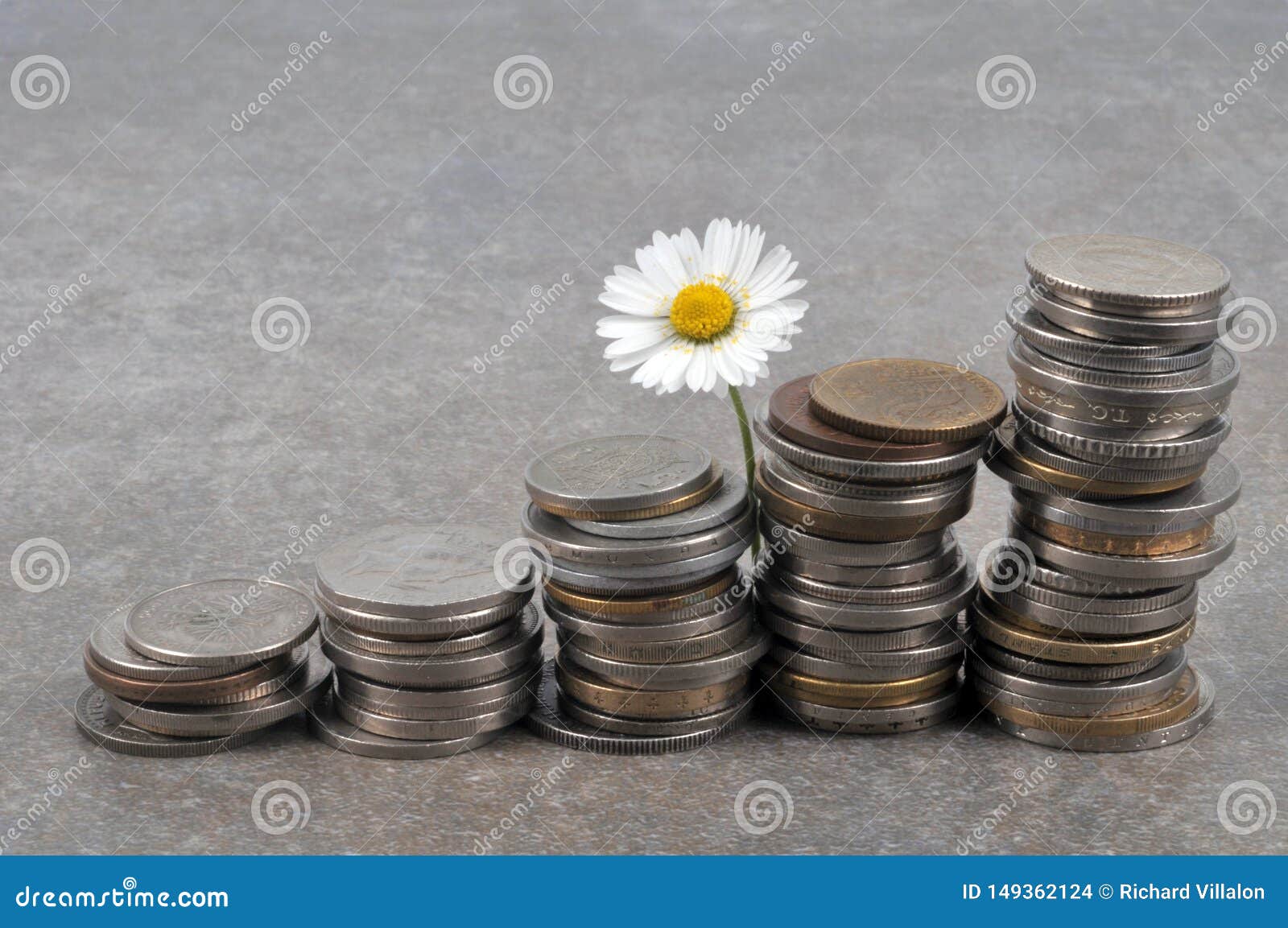 Daisy with stacks of coins stock photo. Image of wealth - 149362124