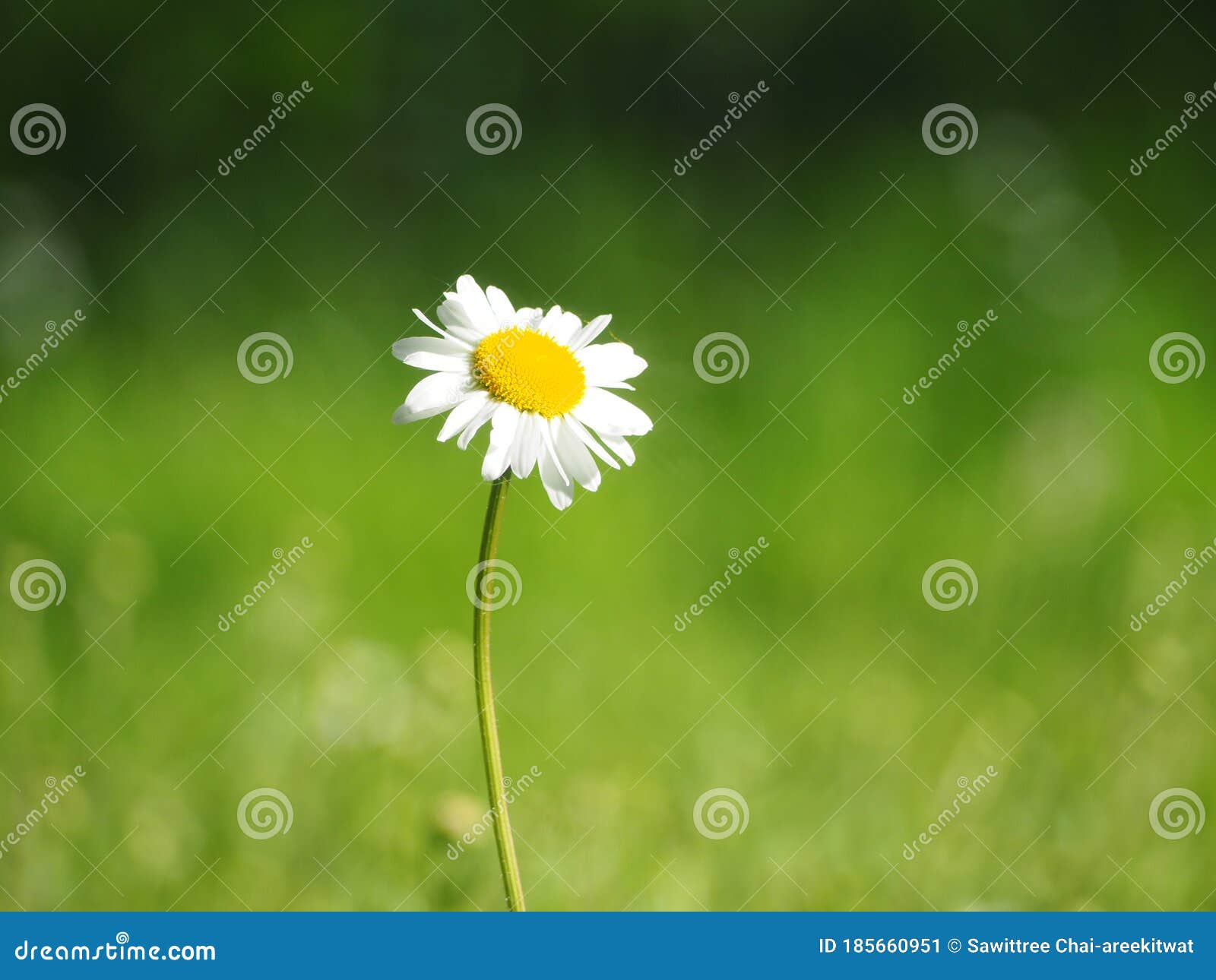 Daisy stand solo imagen de archivo. Imagen de verde - 185660951