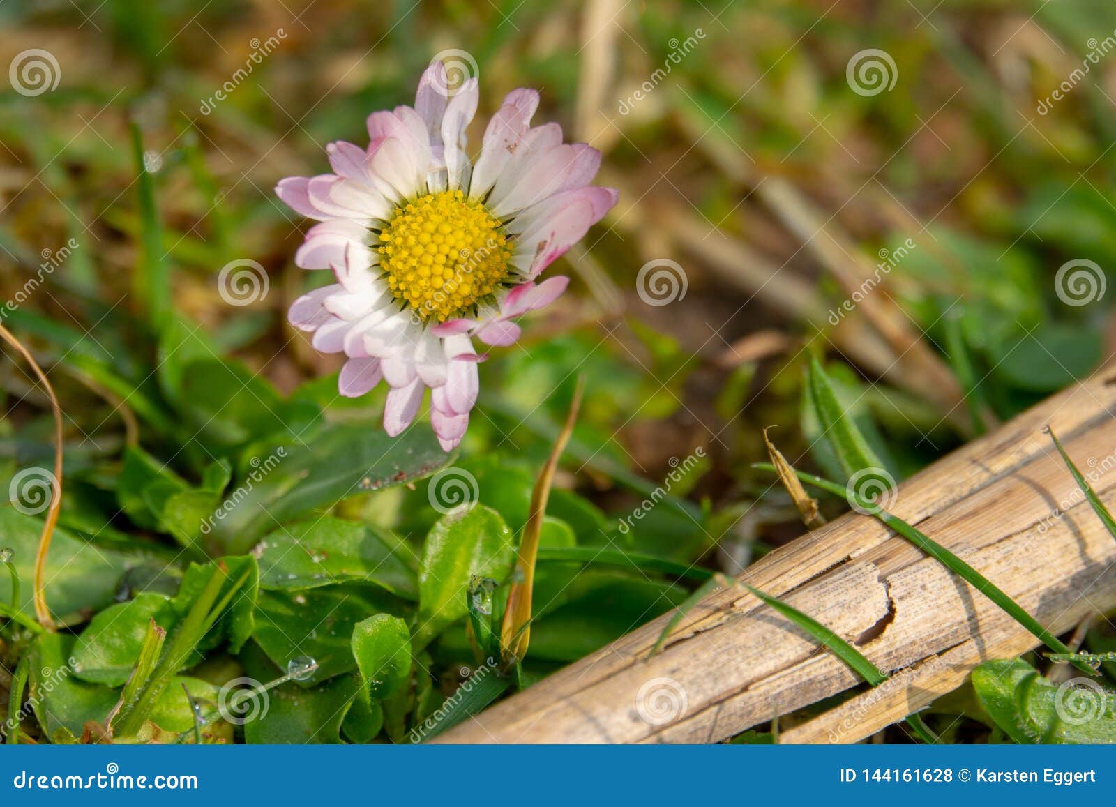 Daisy Stands on a Green Meadow in the Morning Dew Stock Photo - Image ...