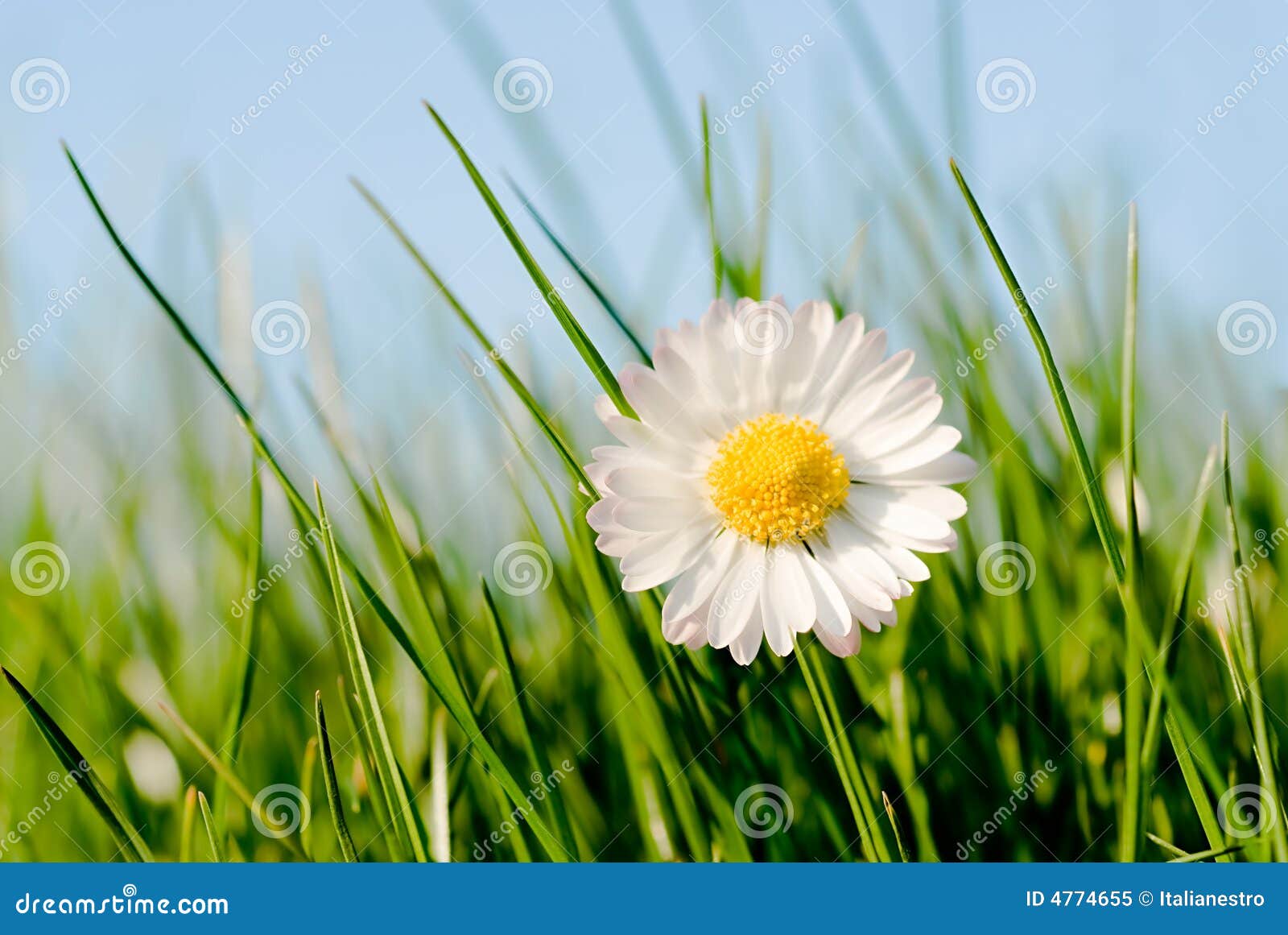 Daisy in the sun stock image. Image of close, fragile - 4774655