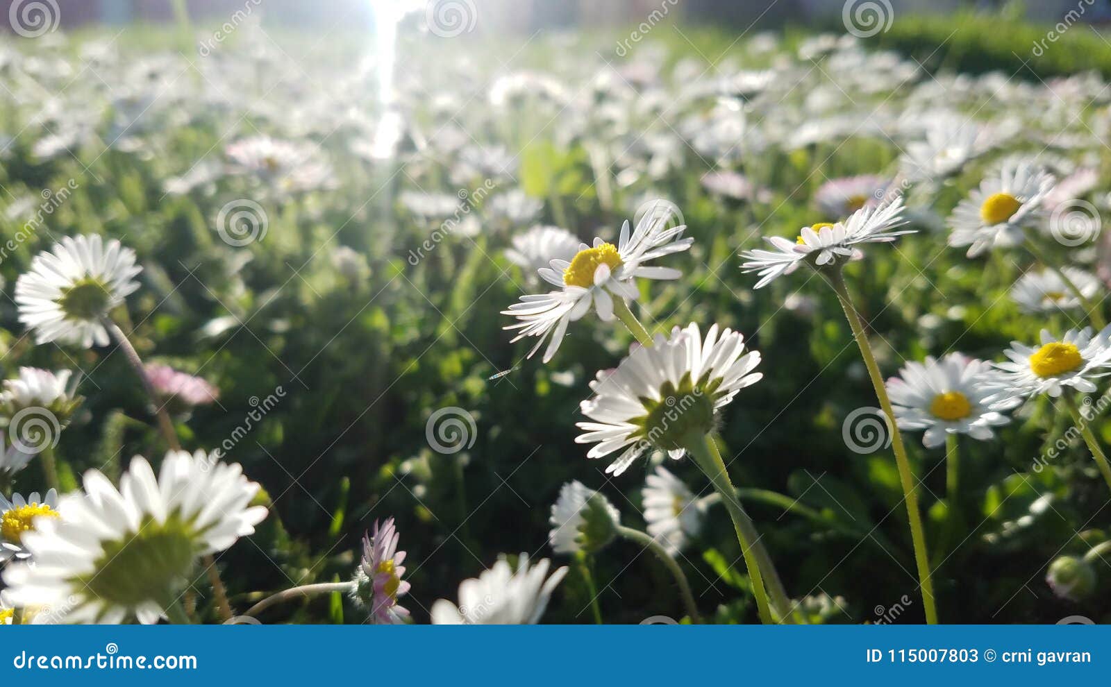 Daisy at sunset stock image. Image of fresh, flora, grass - 115007803