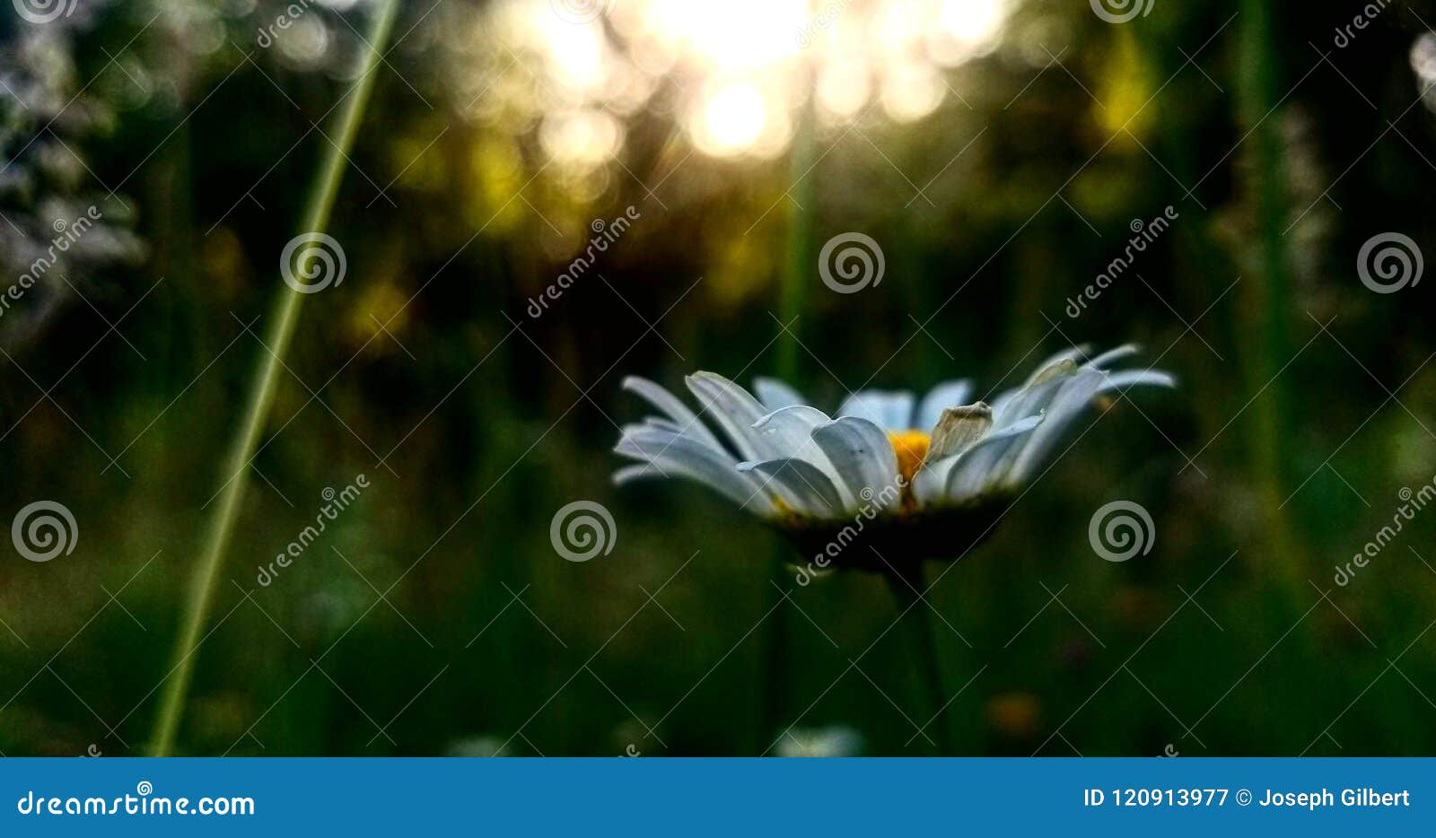 Daisy sunset stock image. Image of sunset, daisy, flower - 120913977