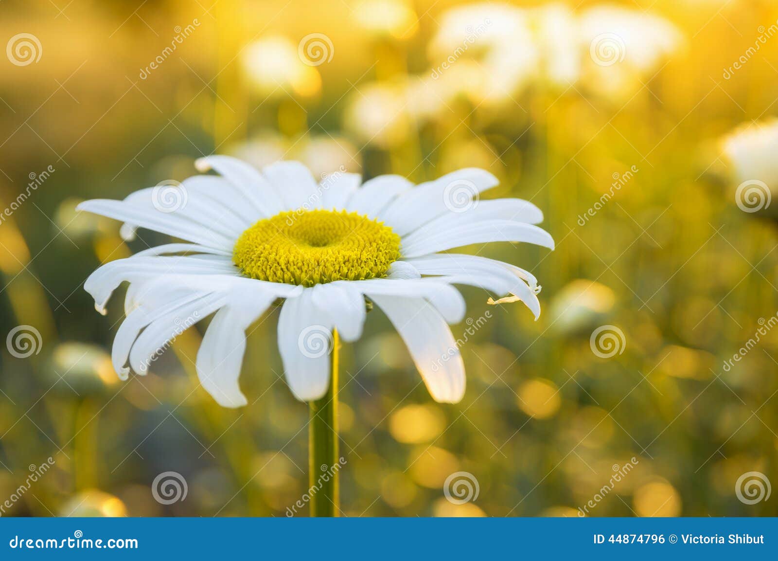 Daisy at sunset light stock photo. Image of backgrounds - 44874796