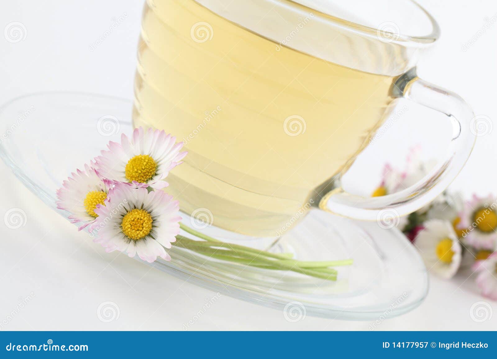 Daisy tea stock image. Image of ingredient, daisy, dieting - 14177957