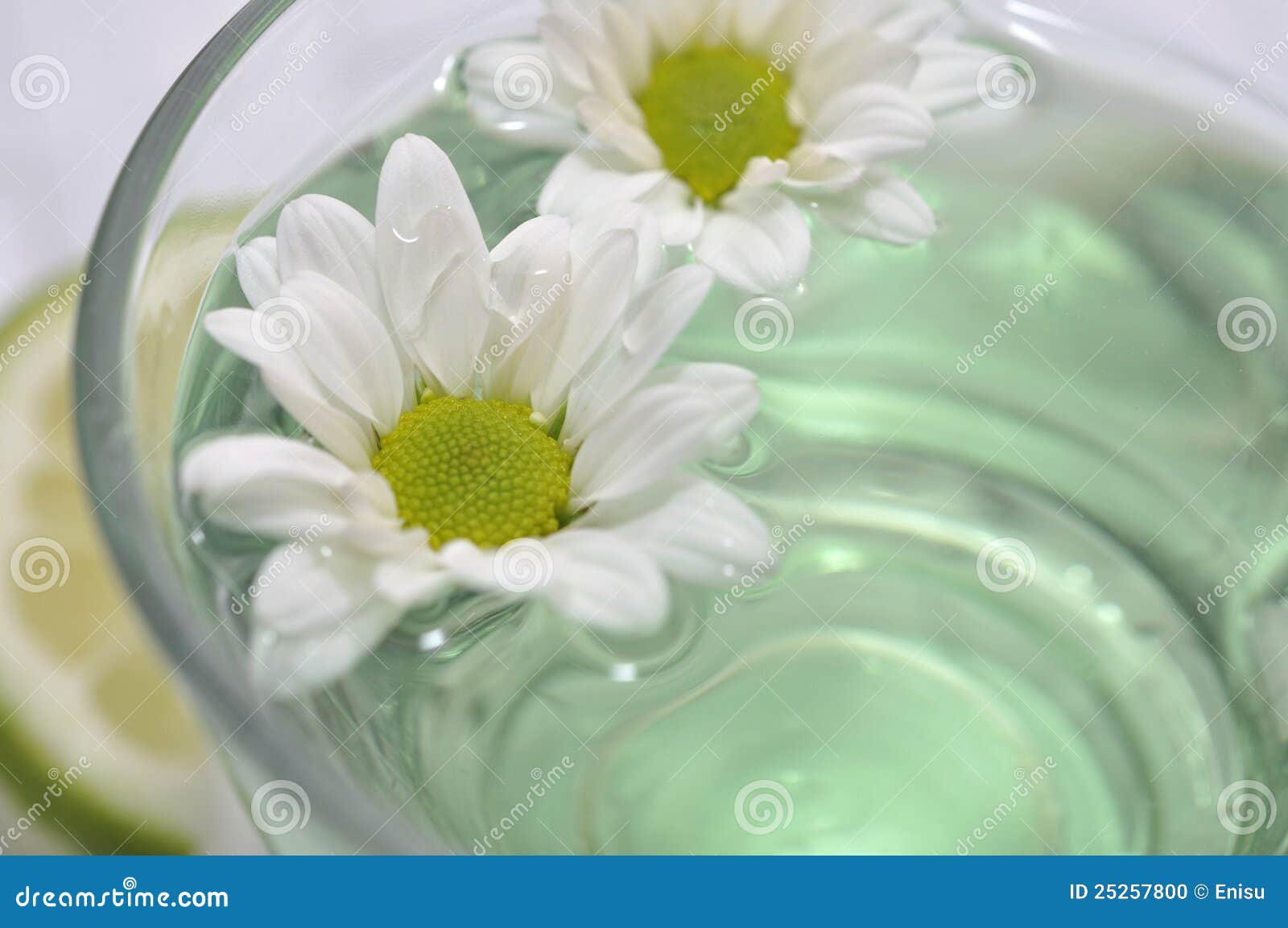 Daisy tea stock photo. Image of herbal, liquid, drink - 25257800