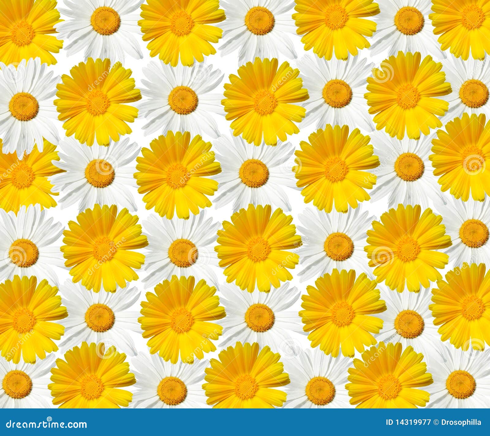 Daisy Texture - High Resolution Stock Image - Image of nature, texture ...